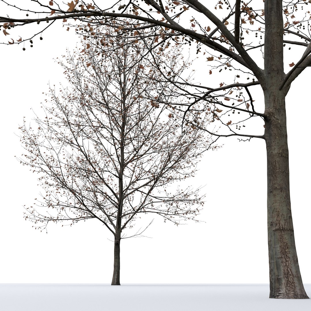 3D Plane-tree Sycamore Platanus V15 - TurboSquid 1976486