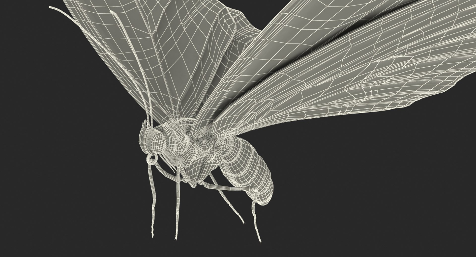 3D common morpho butterfly model - TurboSquid 1163802