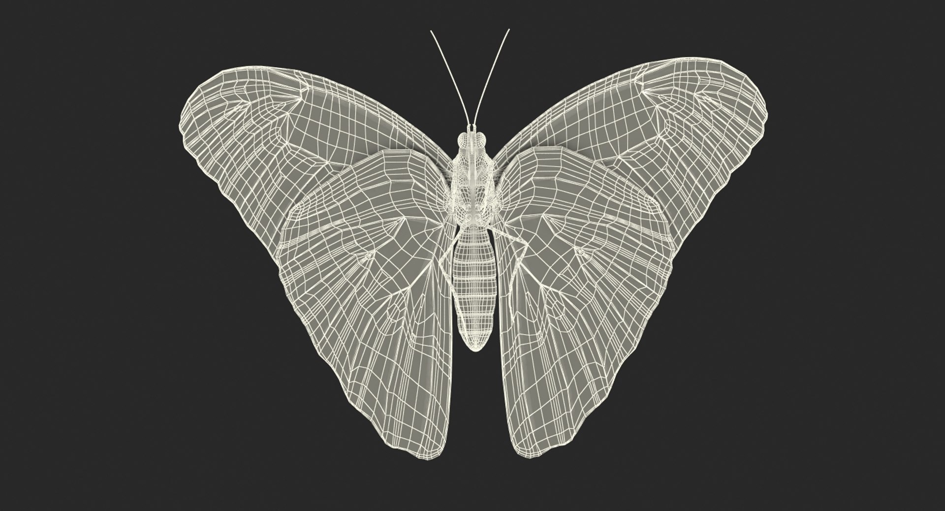3D common morpho butterfly model - TurboSquid 1163802