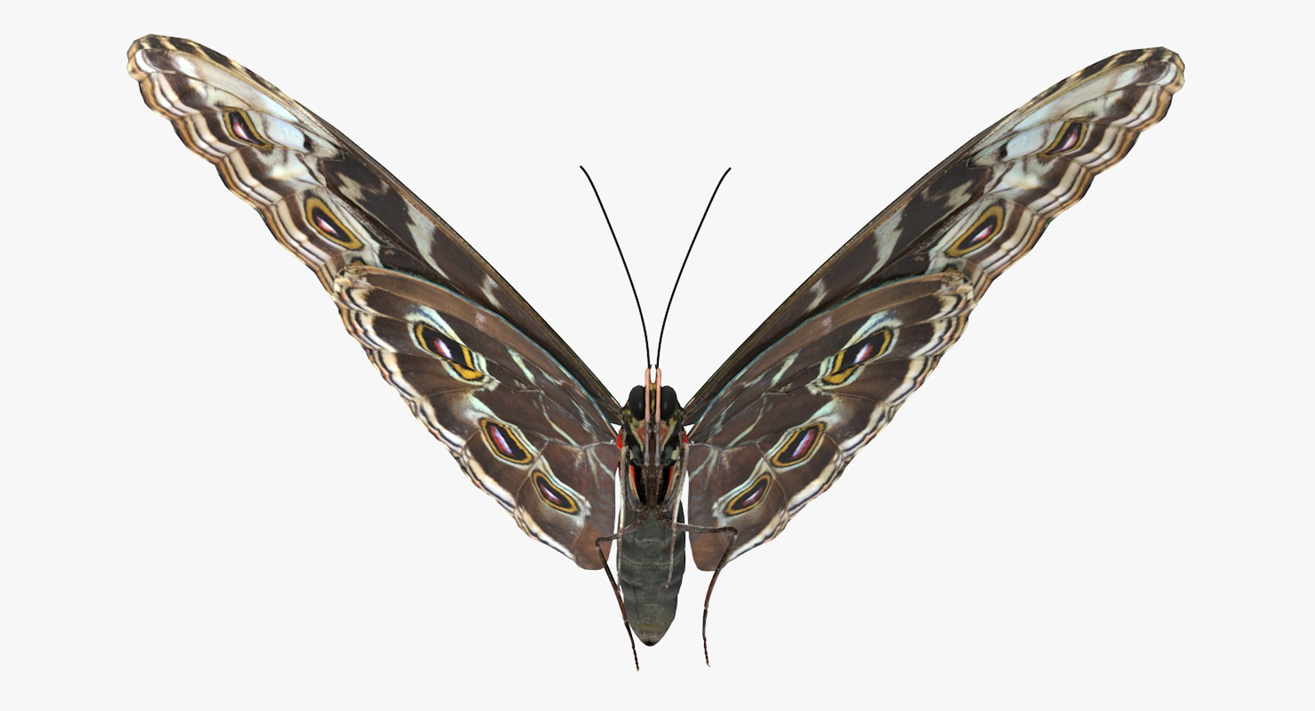 3D Common Morpho Butterfly Model - TurboSquid 1163802