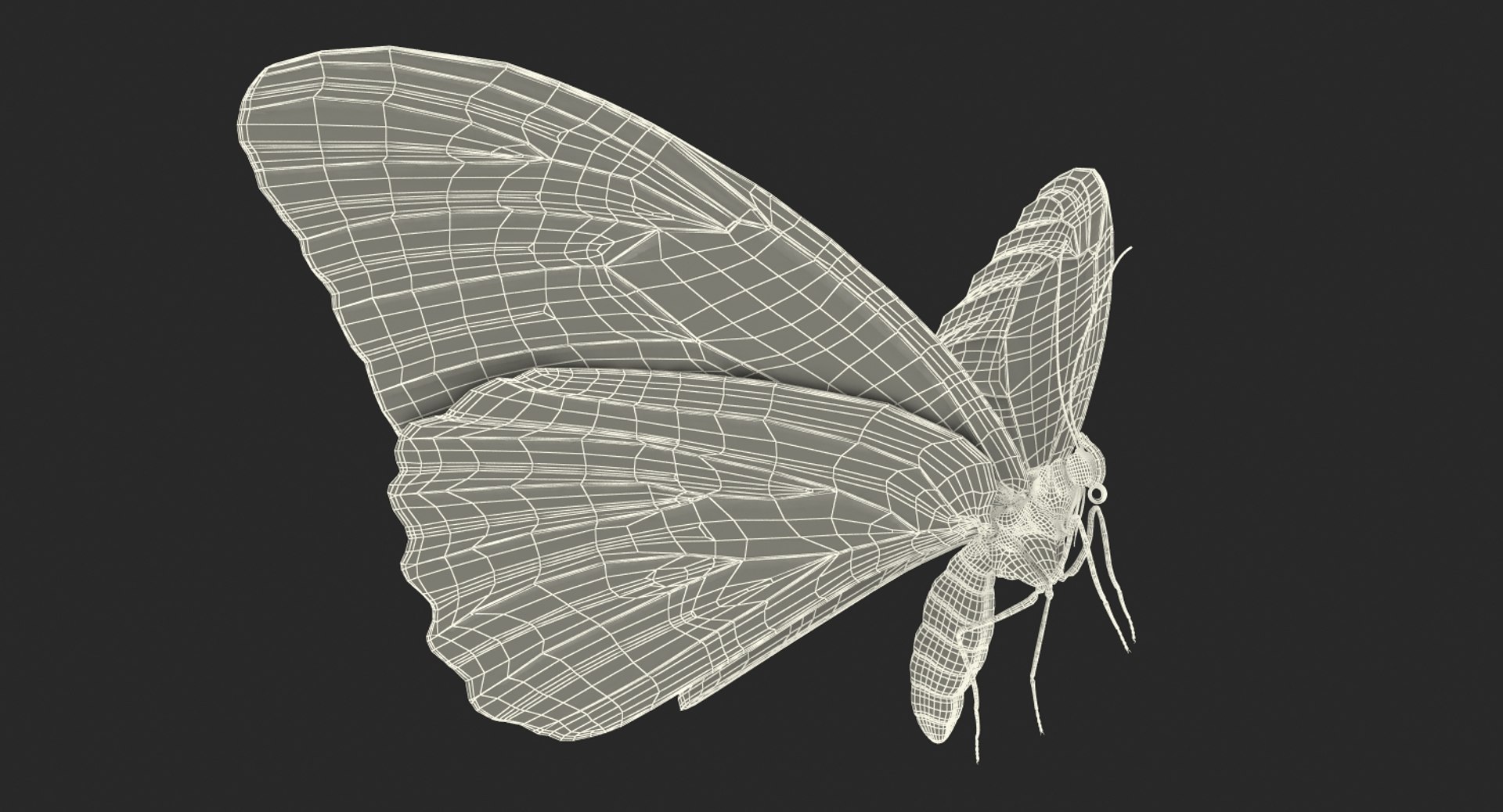 3D common morpho butterfly model - TurboSquid 1163802