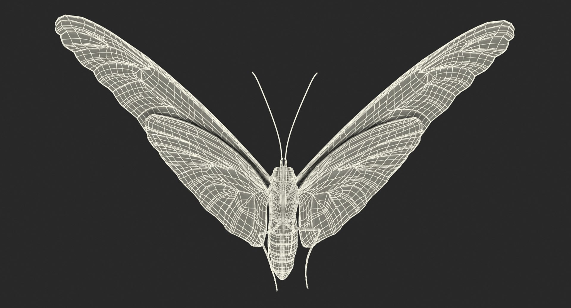 3D common morpho butterfly model - TurboSquid 1163802