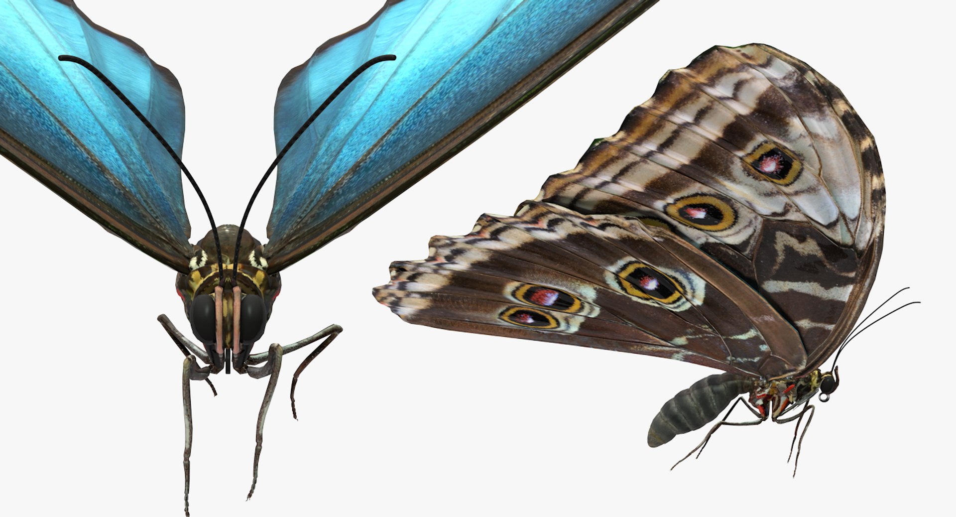 3D Common Morpho Butterfly Model - TurboSquid 1163802
