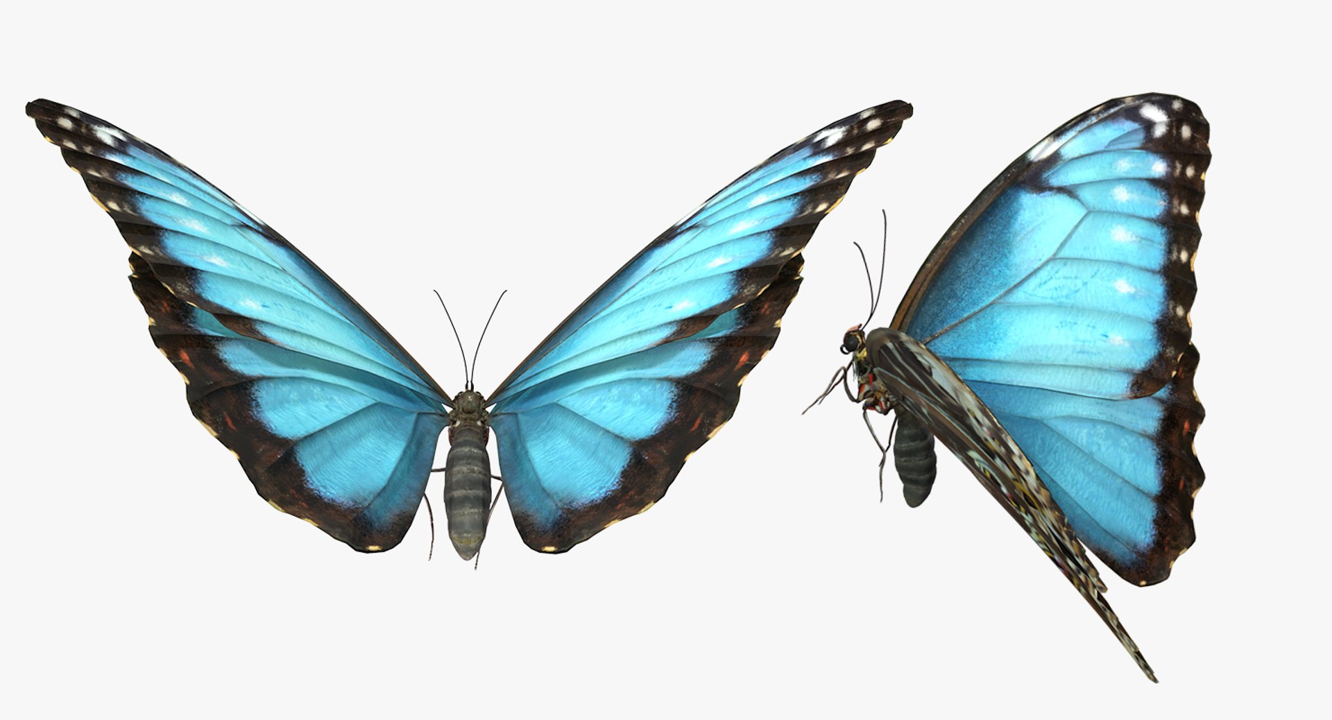 3D Common Morpho Butterfly Model - TurboSquid 1163802