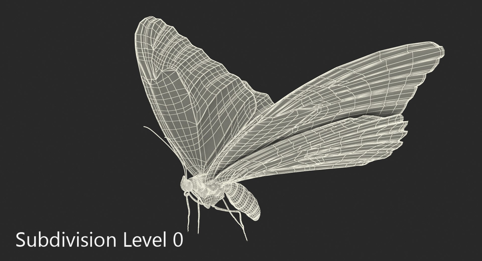 3D Common Morpho Butterfly Model - TurboSquid 1163802