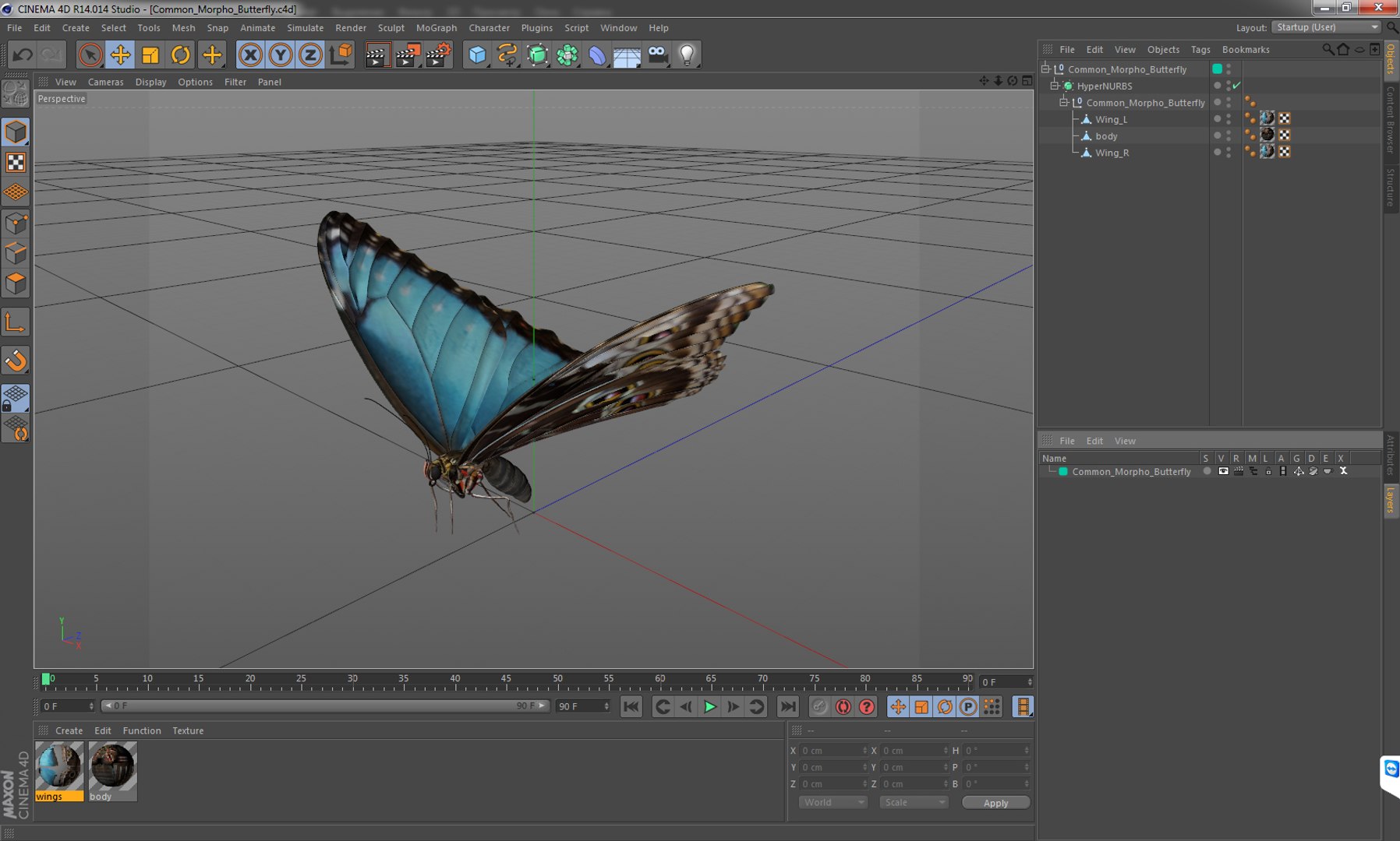 3D Common Morpho Butterfly Model - TurboSquid 1163802