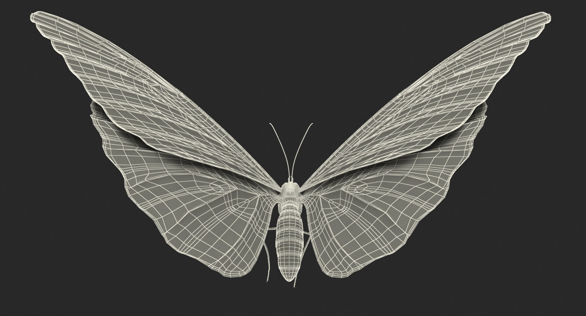 3D common morpho butterfly model - TurboSquid 1163802