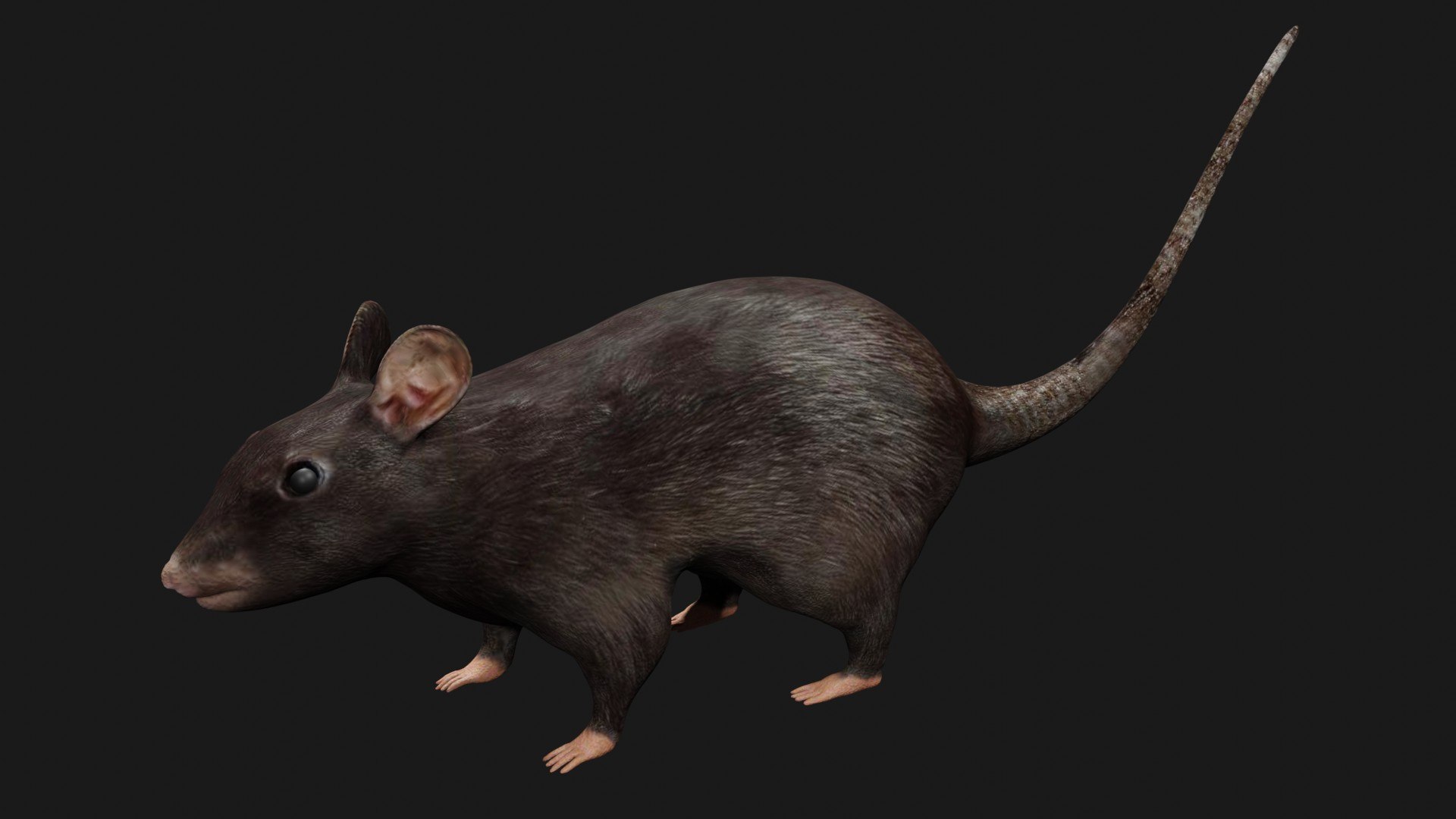 3D Black Rat Rigged - TurboSquid 1659775