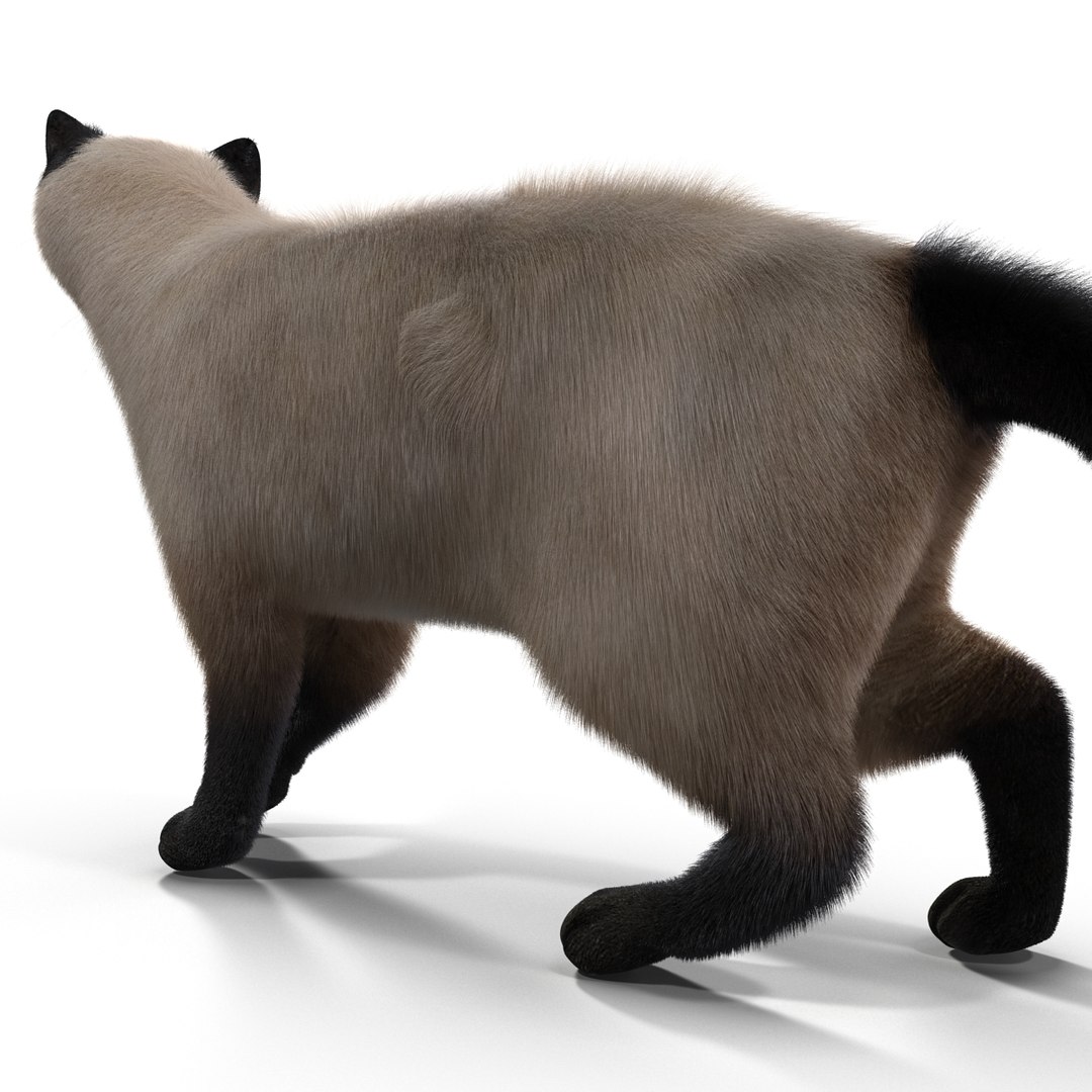 3d Siamese Cat Pose 3 Model