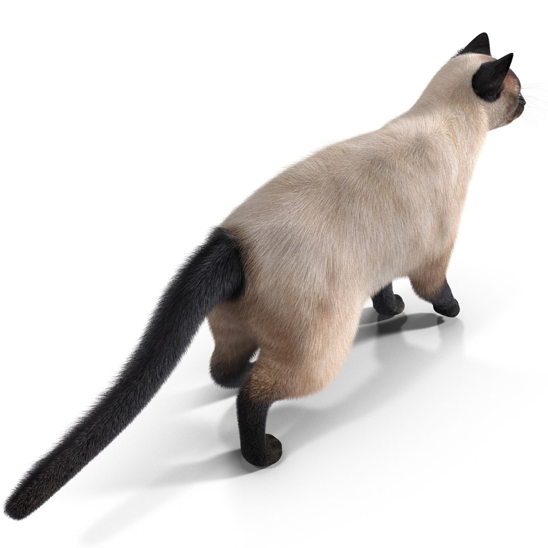 3d Siamese Cat Pose 3 Model