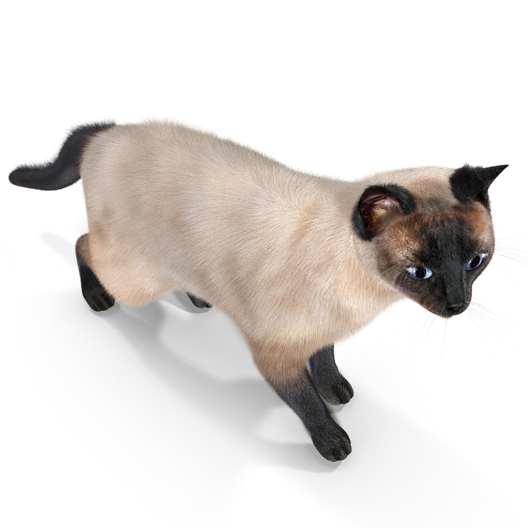 3d Siamese Cat Pose 3 Model
