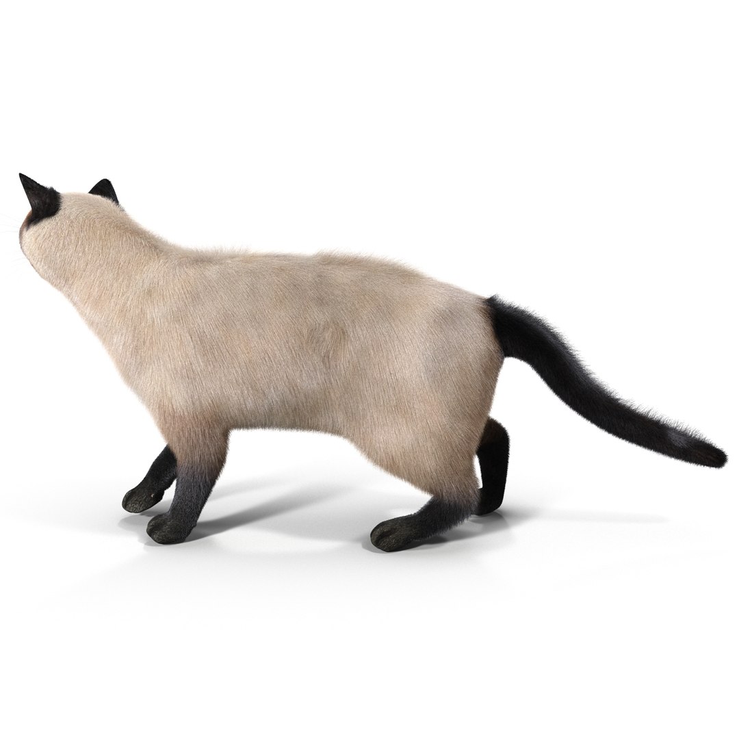 3d Siamese Cat Pose 3 Model