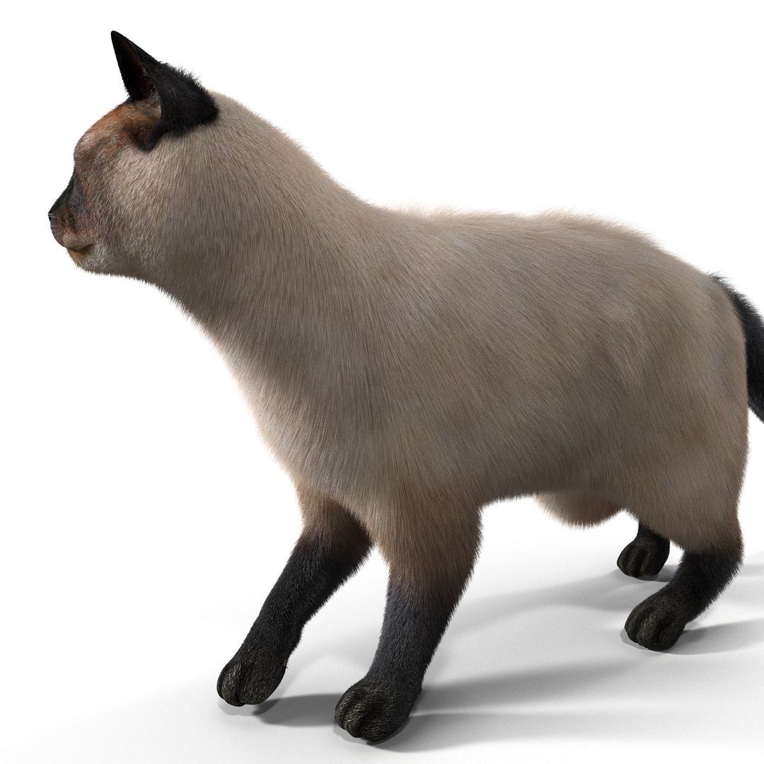 3d Siamese Cat Pose 3 Model