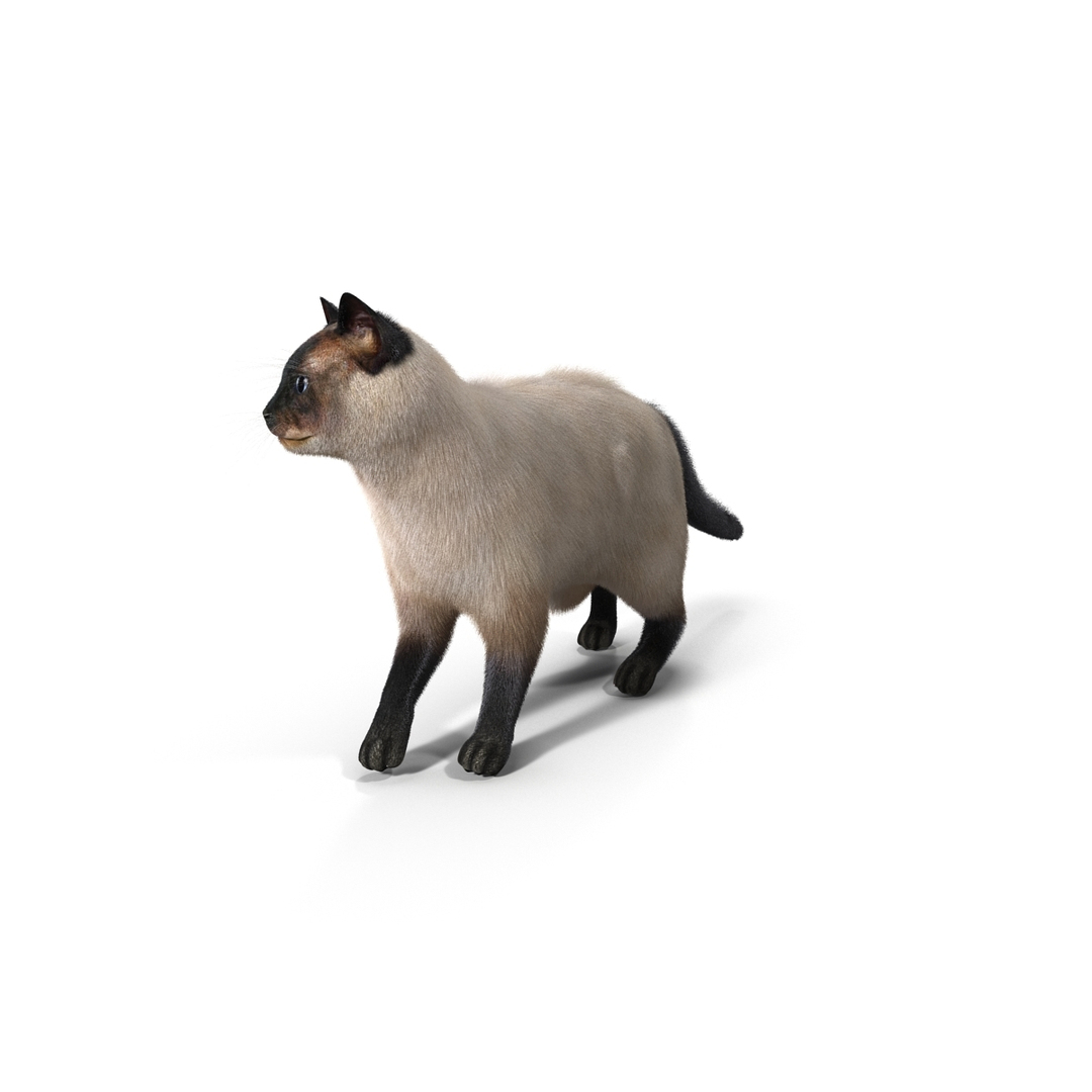3d Siamese Cat Pose 3 Model