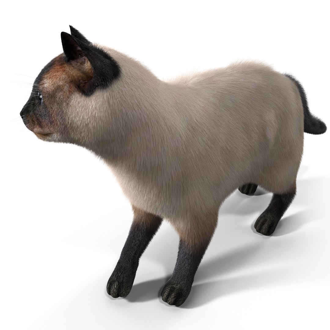 3d Siamese Cat Pose 3 Model