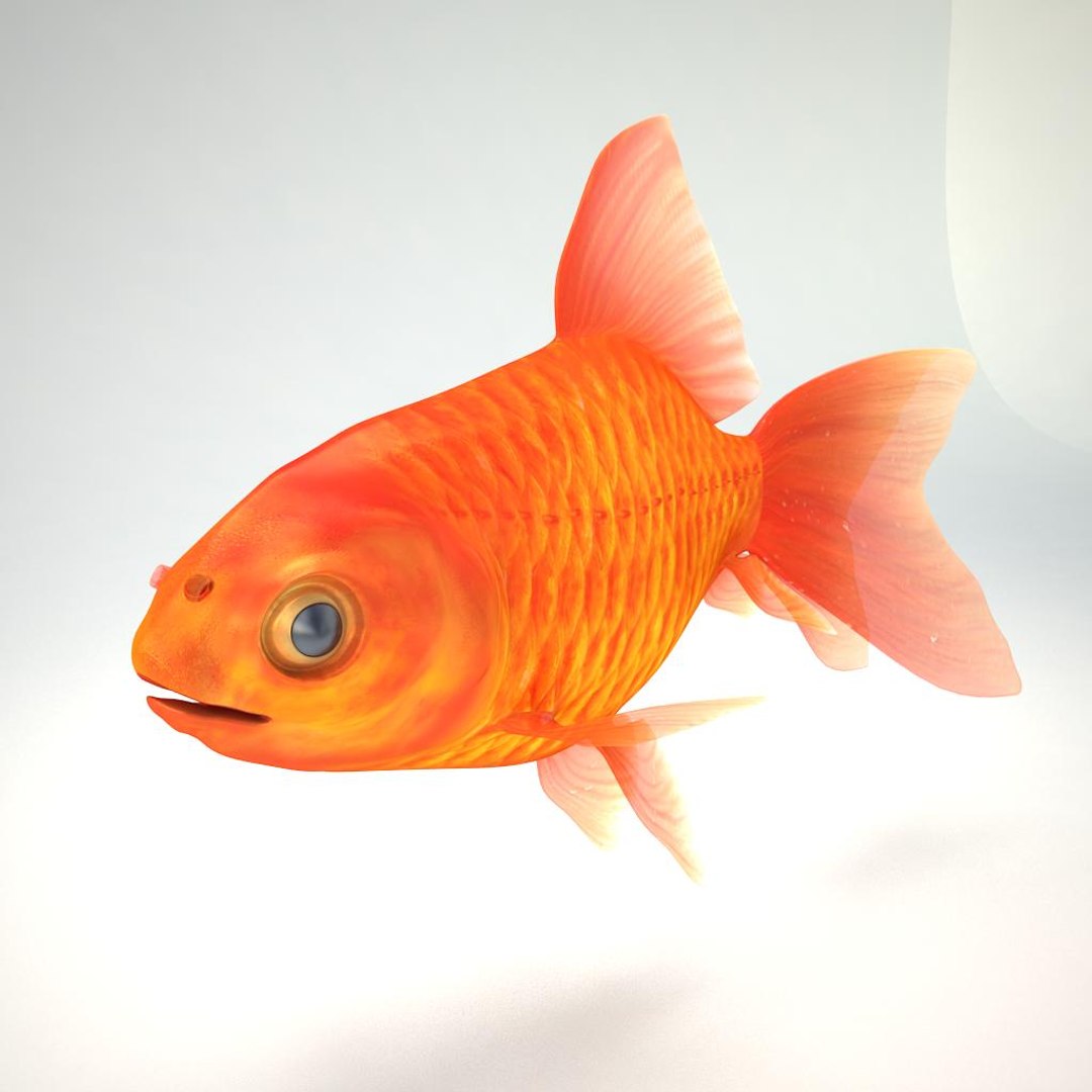 Gold Fish 3d Model