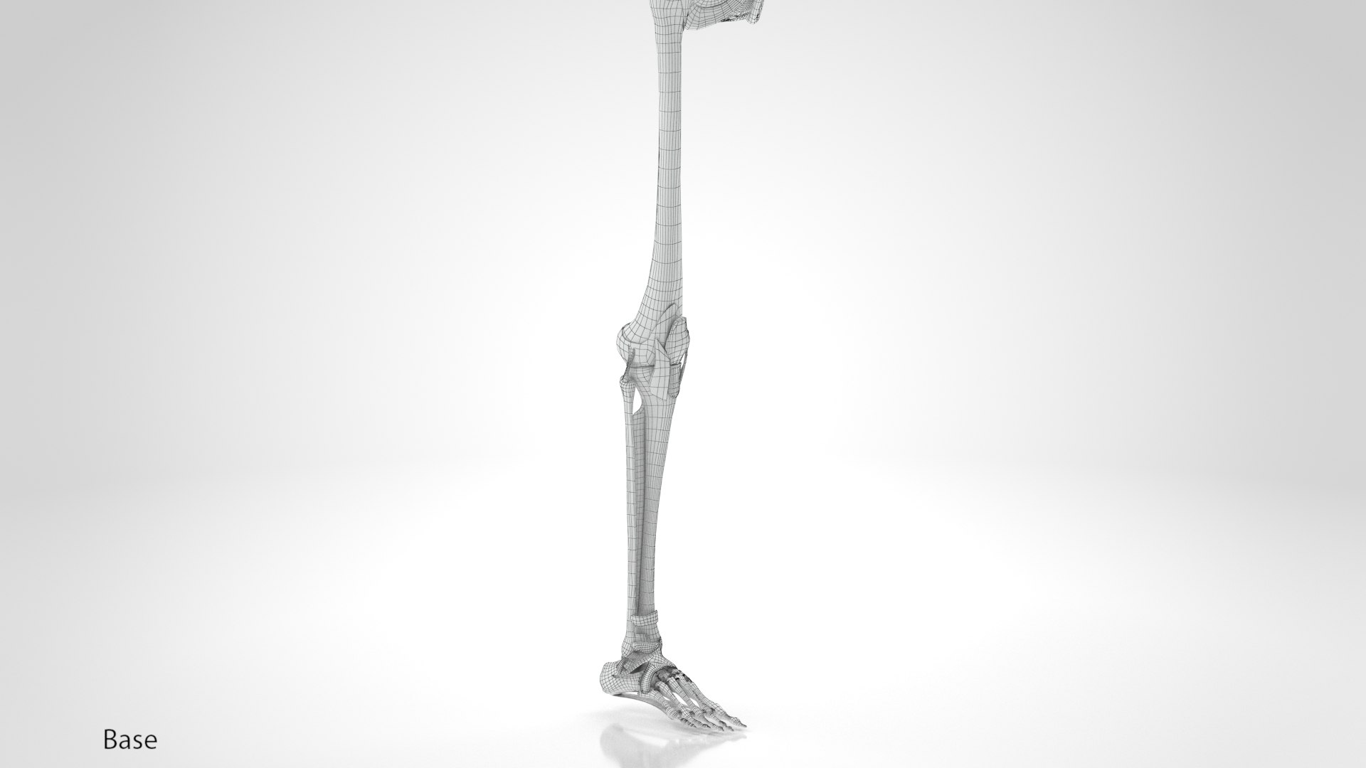 3D Lower Limb Skeleton - TurboSquid 1815270