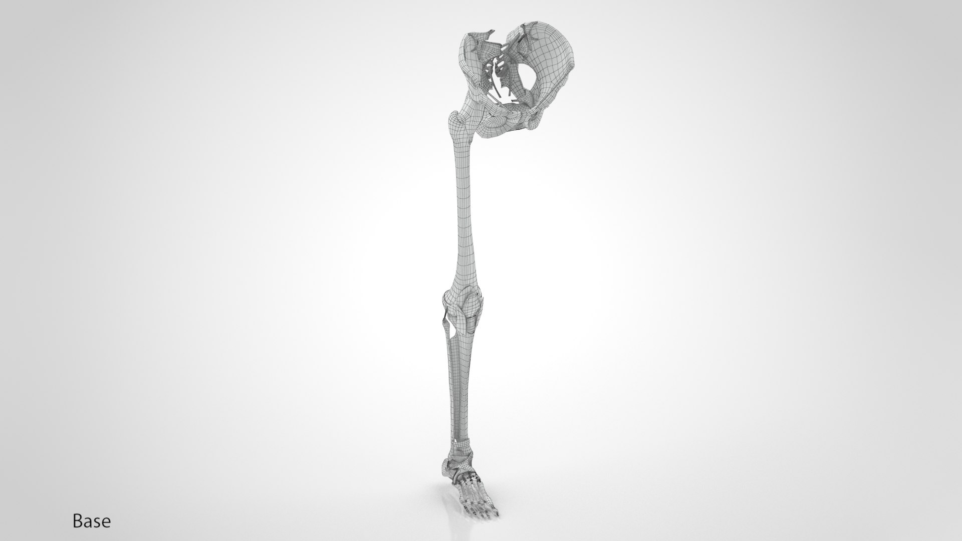 3D Lower Limb Skeleton - TurboSquid 1815270