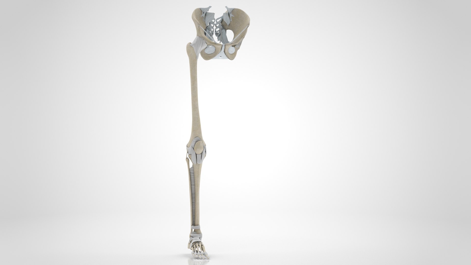 3D Lower Limb Skeleton - TurboSquid 1815270