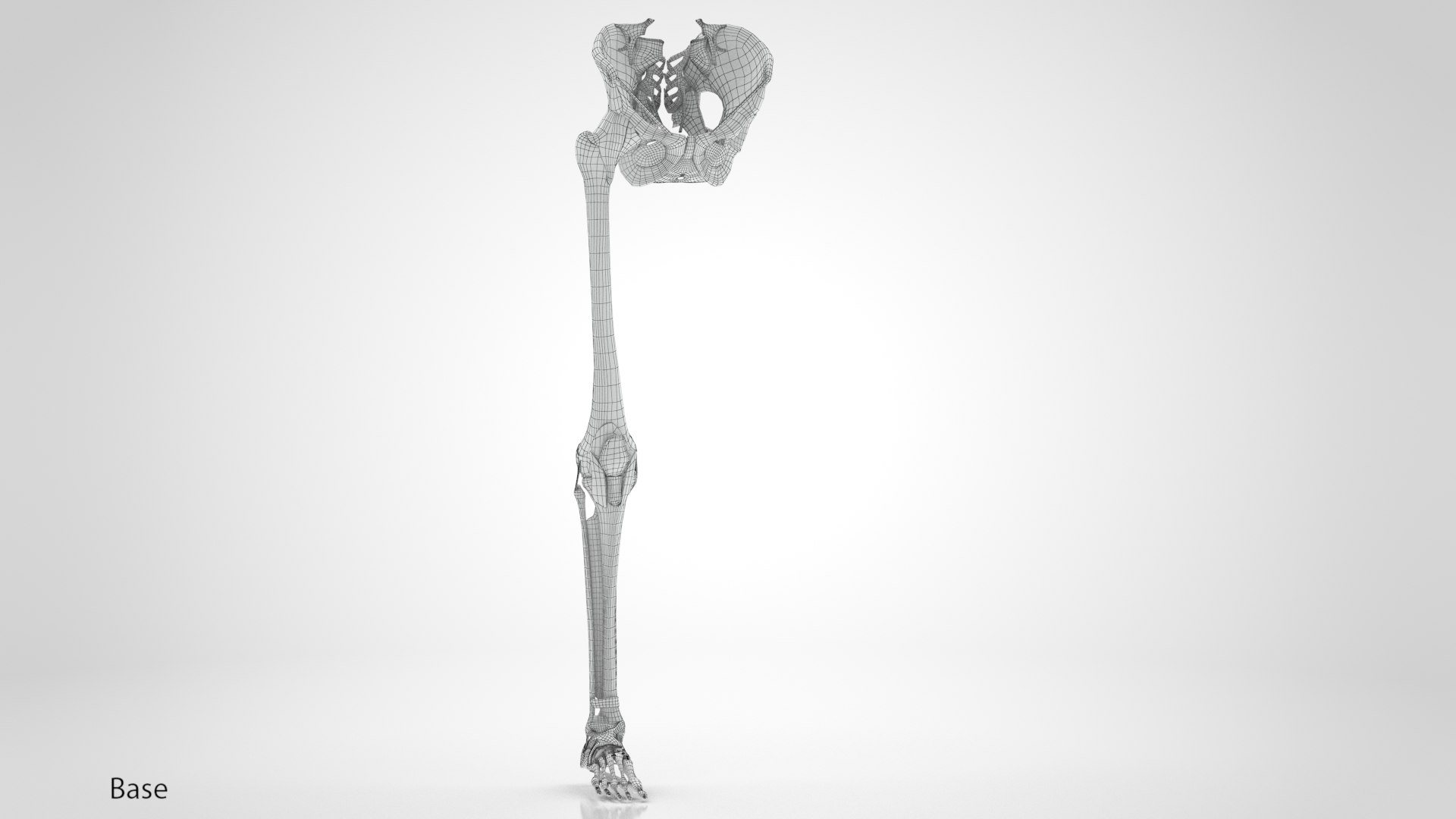 3D Lower limb Skeleton - TurboSquid 1815270