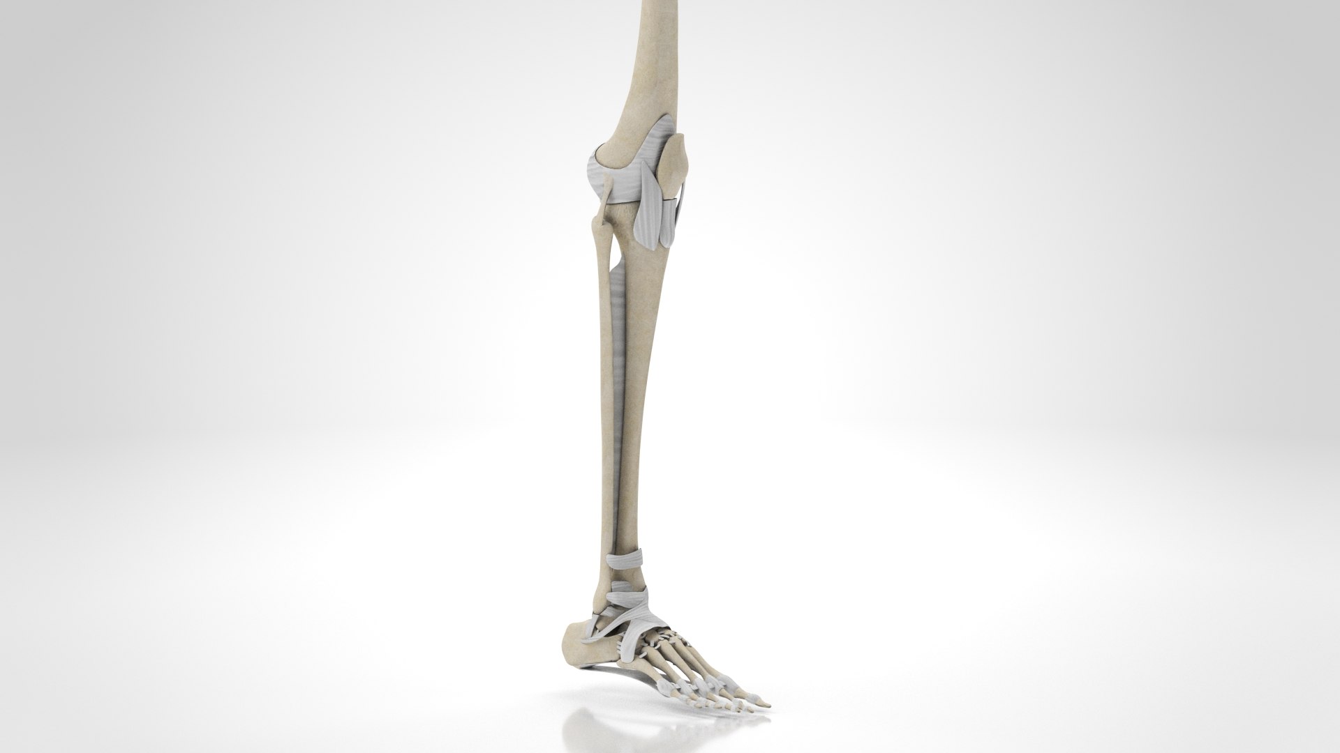 3D Lower Limb Skeleton - TurboSquid 1815270
