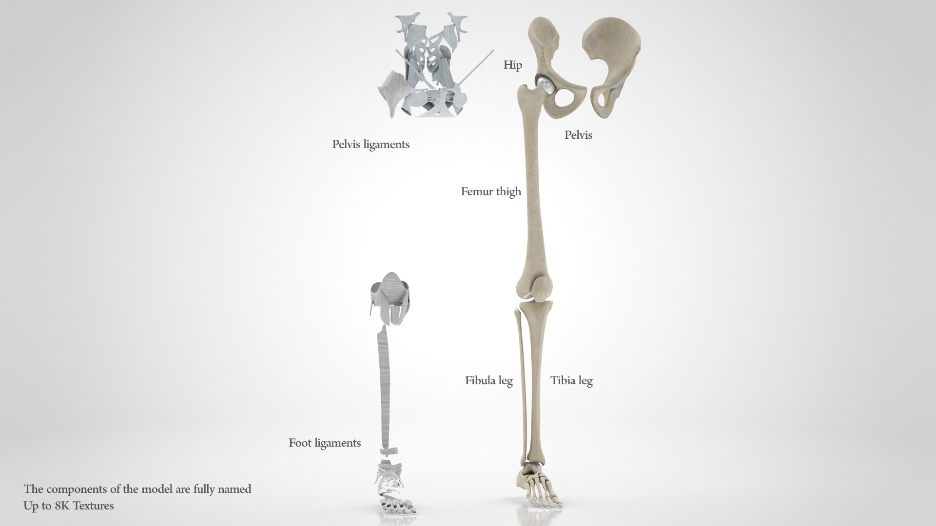 3D Lower Limb Skeleton - TurboSquid 1815270