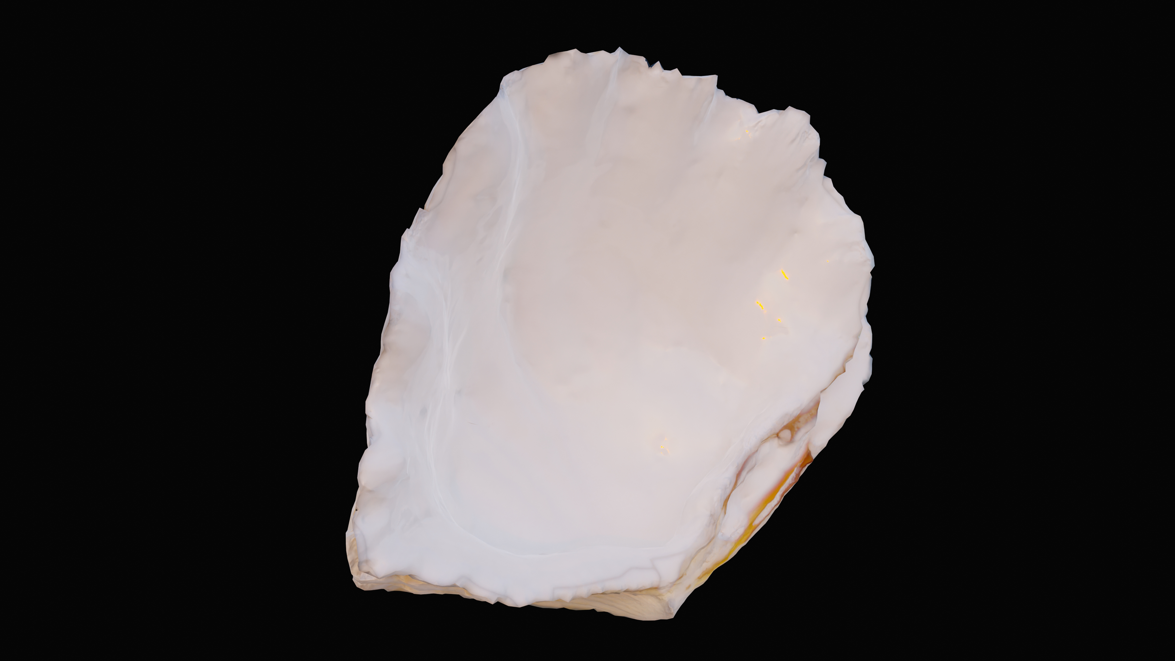 Shell bivalve sea 3D model - TurboSquid 1627521