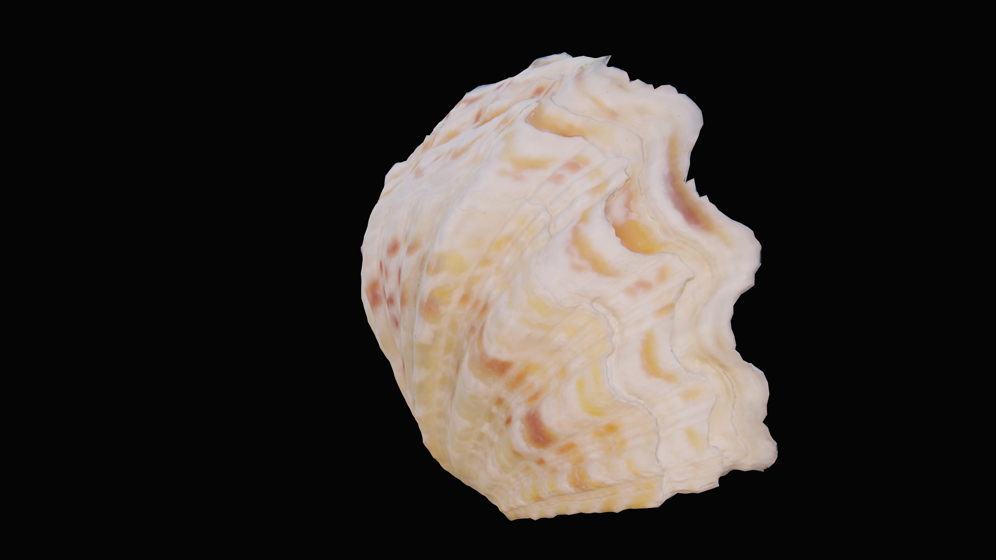 Shell bivalve sea 3D model - TurboSquid 1627521