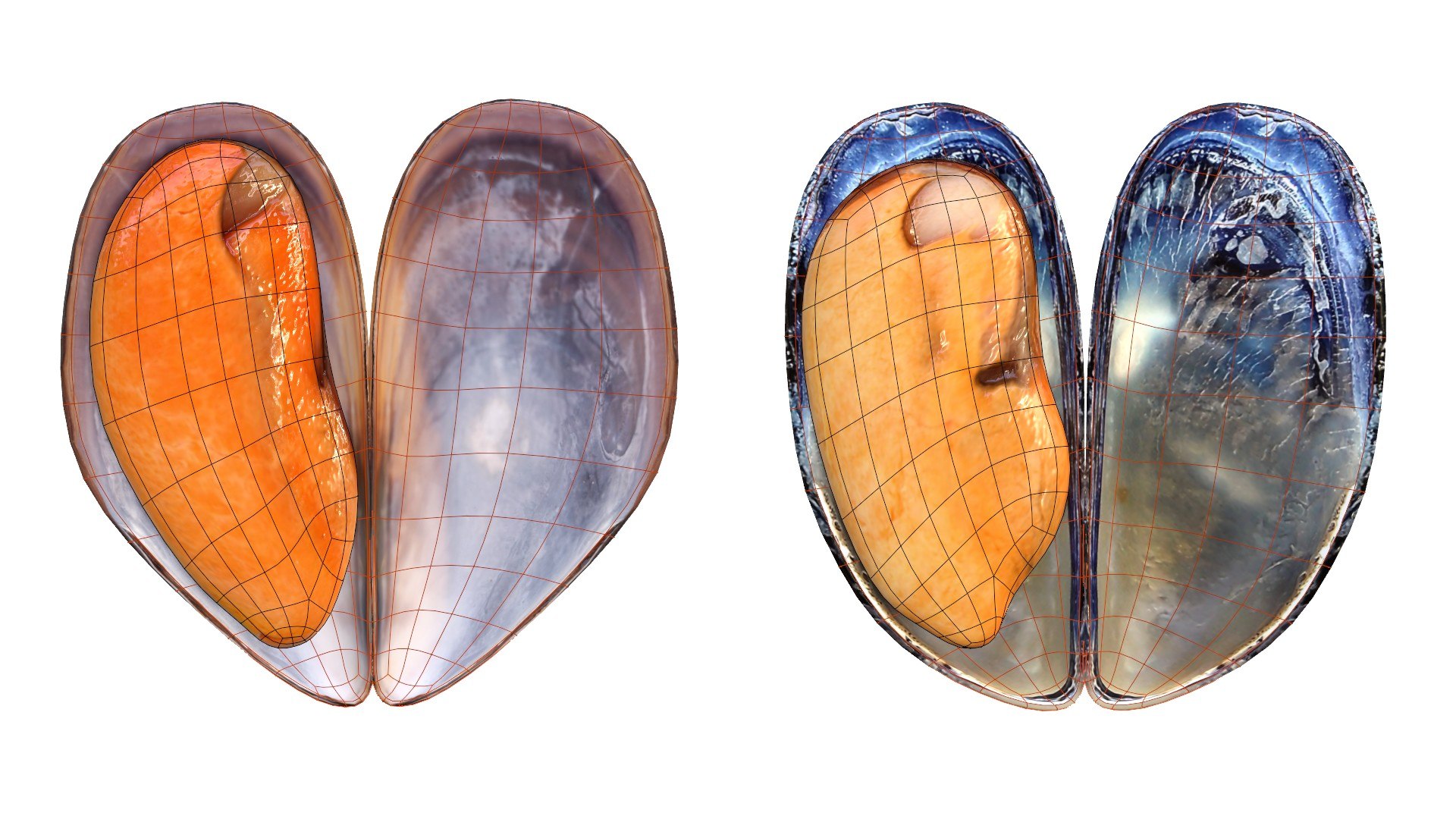 3D Mussel Shell - TurboSquid 2121062
