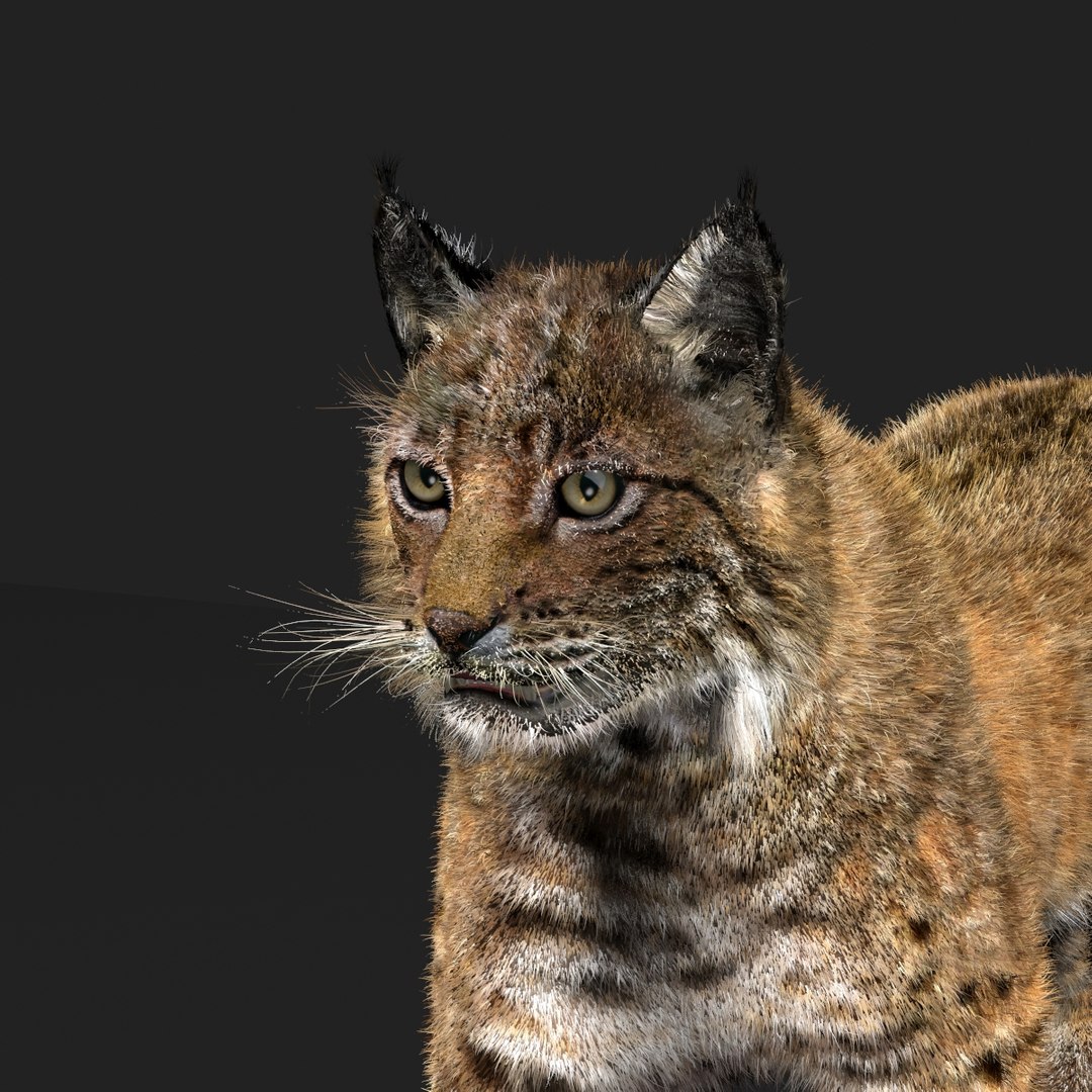 3d Bobcat Fur Lynx Rufus Model