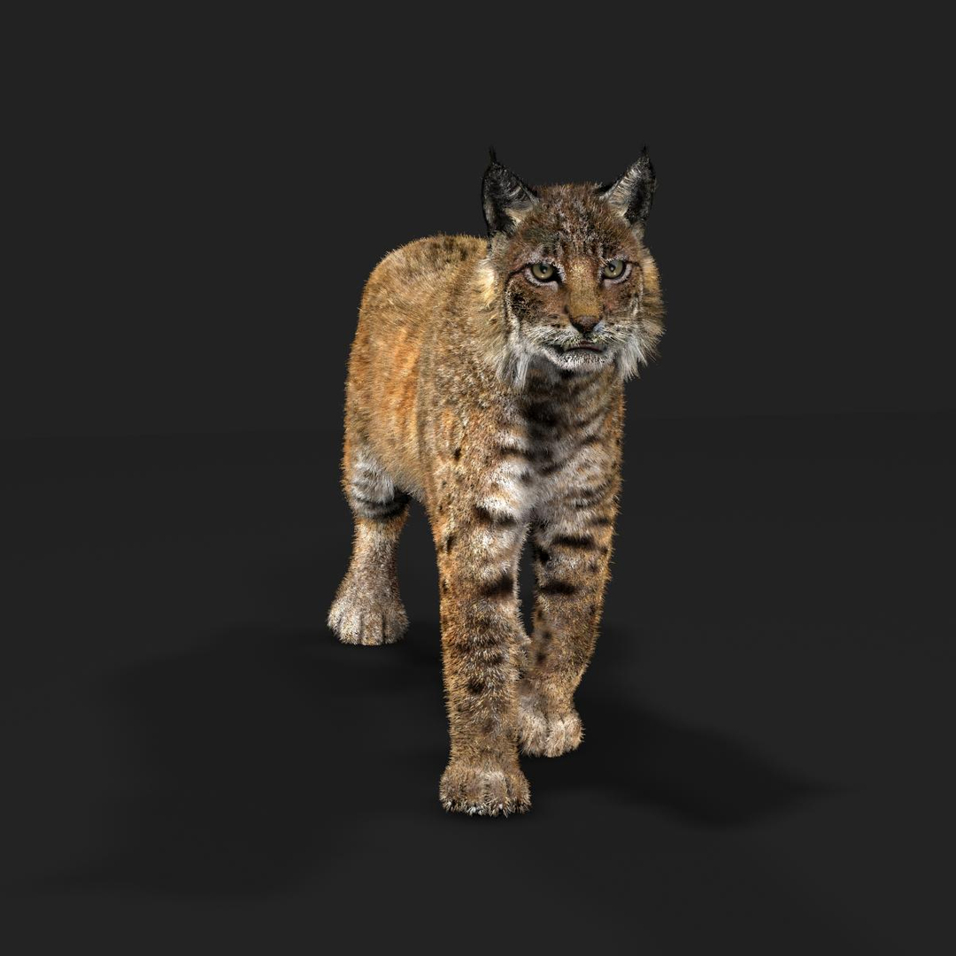 3d Bobcat Fur Lynx Rufus Model