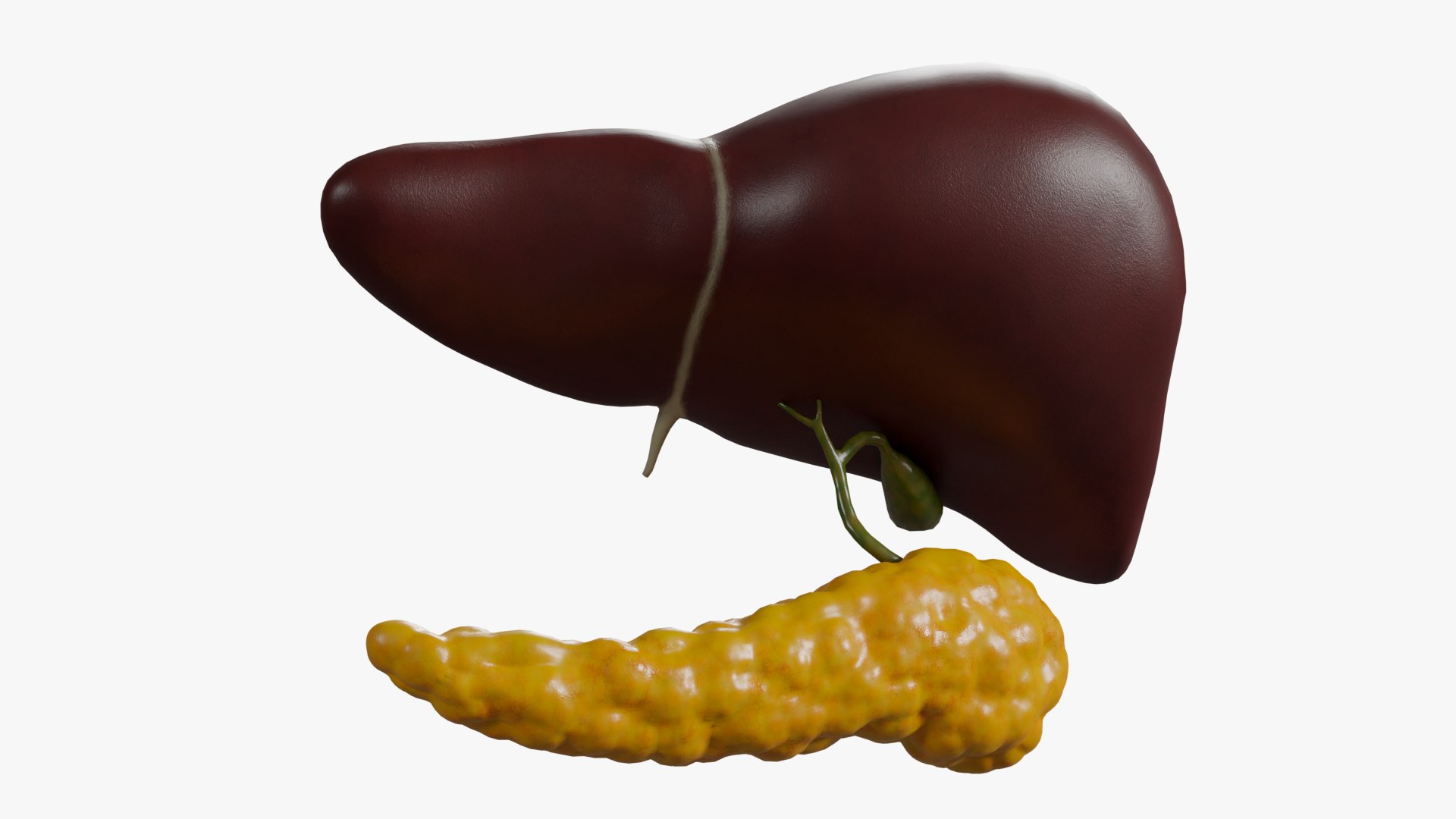 Human Liver And Pancreas Model - TurboSquid 1905968