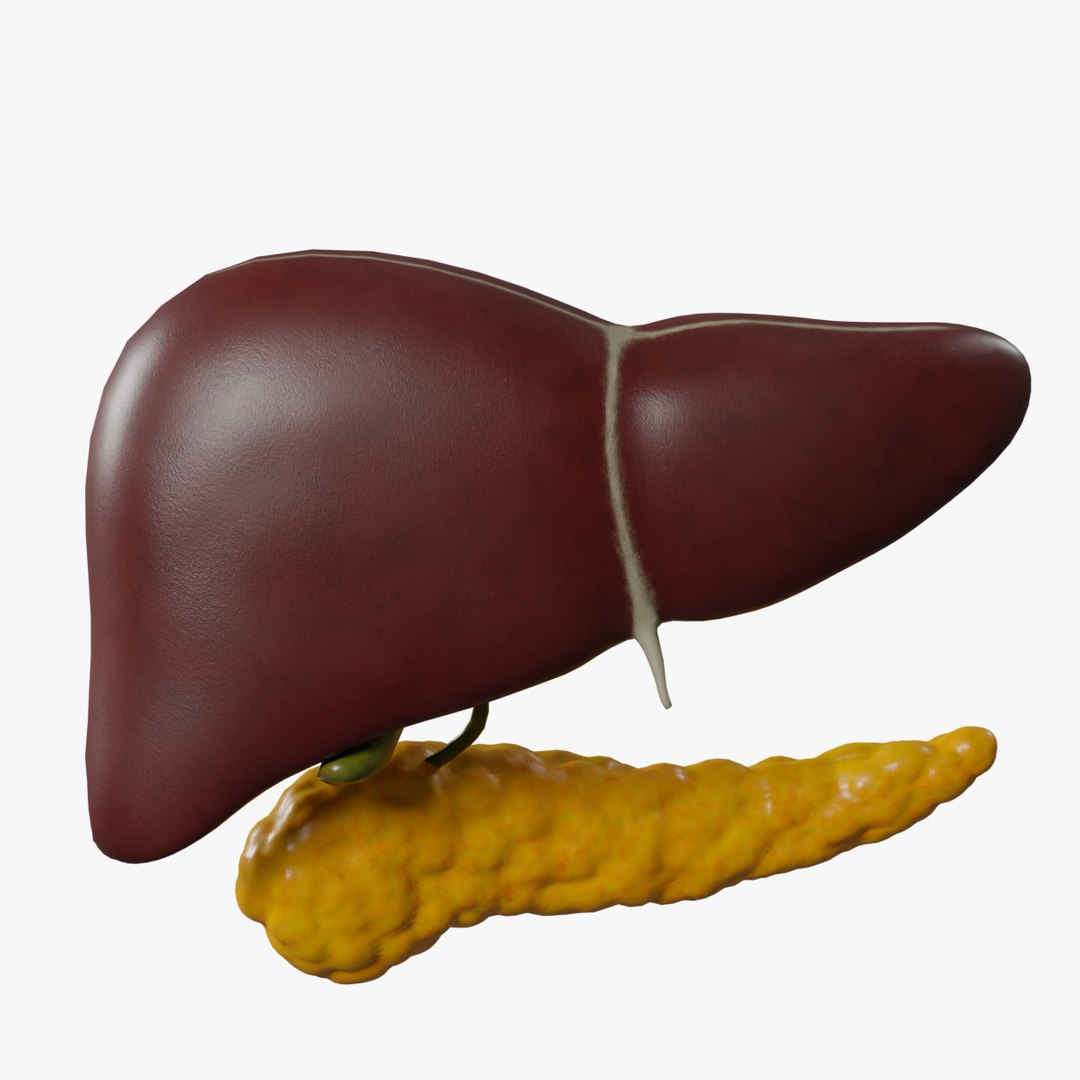 Human Liver And Pancreas Model - TurboSquid 1905968