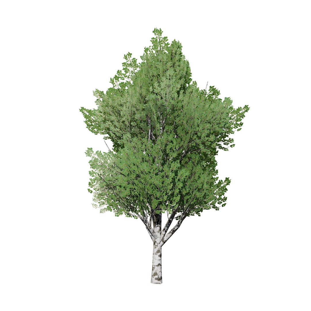 3D Model Grey Poplar Tree Pack - TurboSquid 2259332