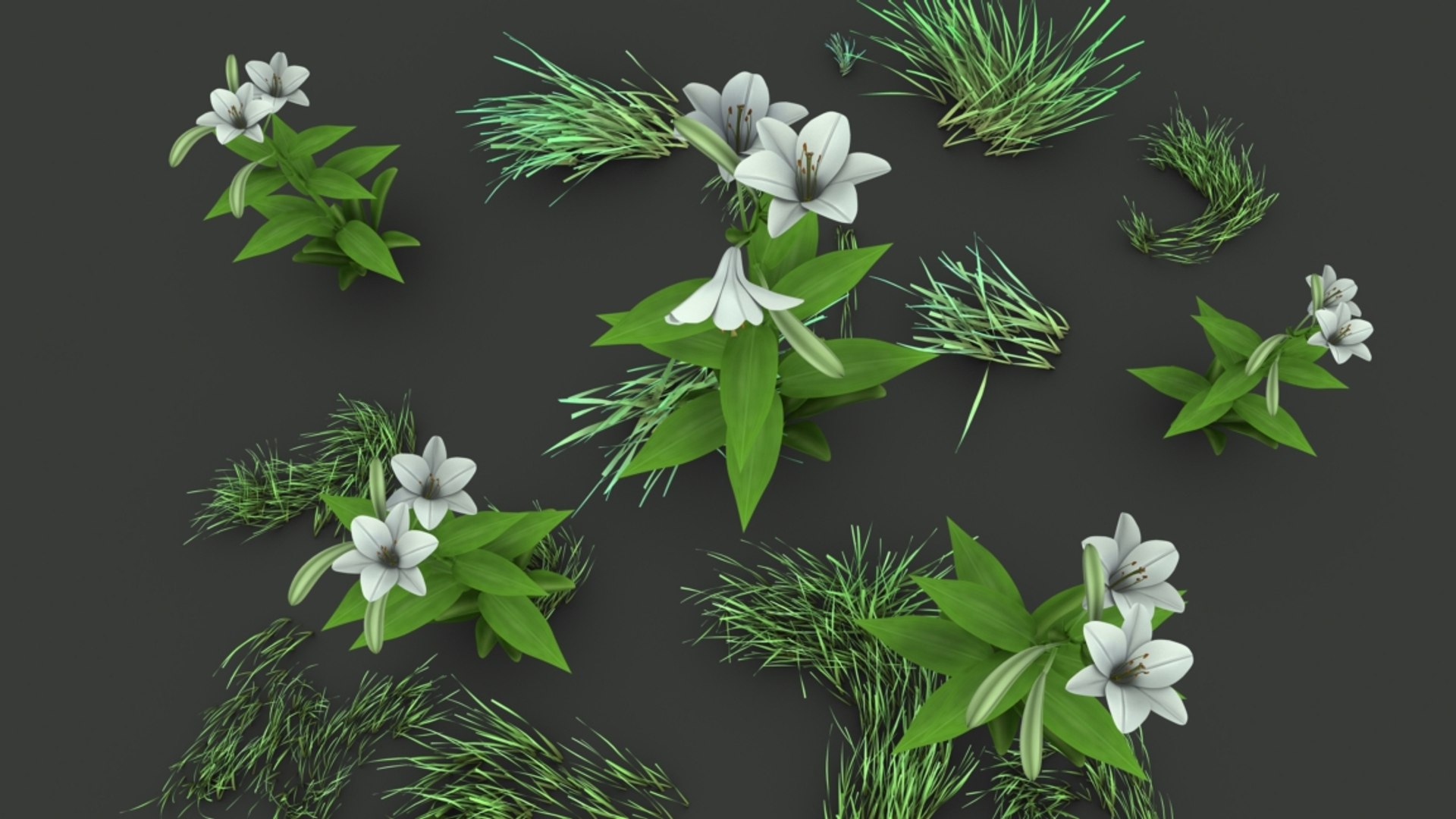 3D Model Lilium Candidum - TurboSquid 1261511