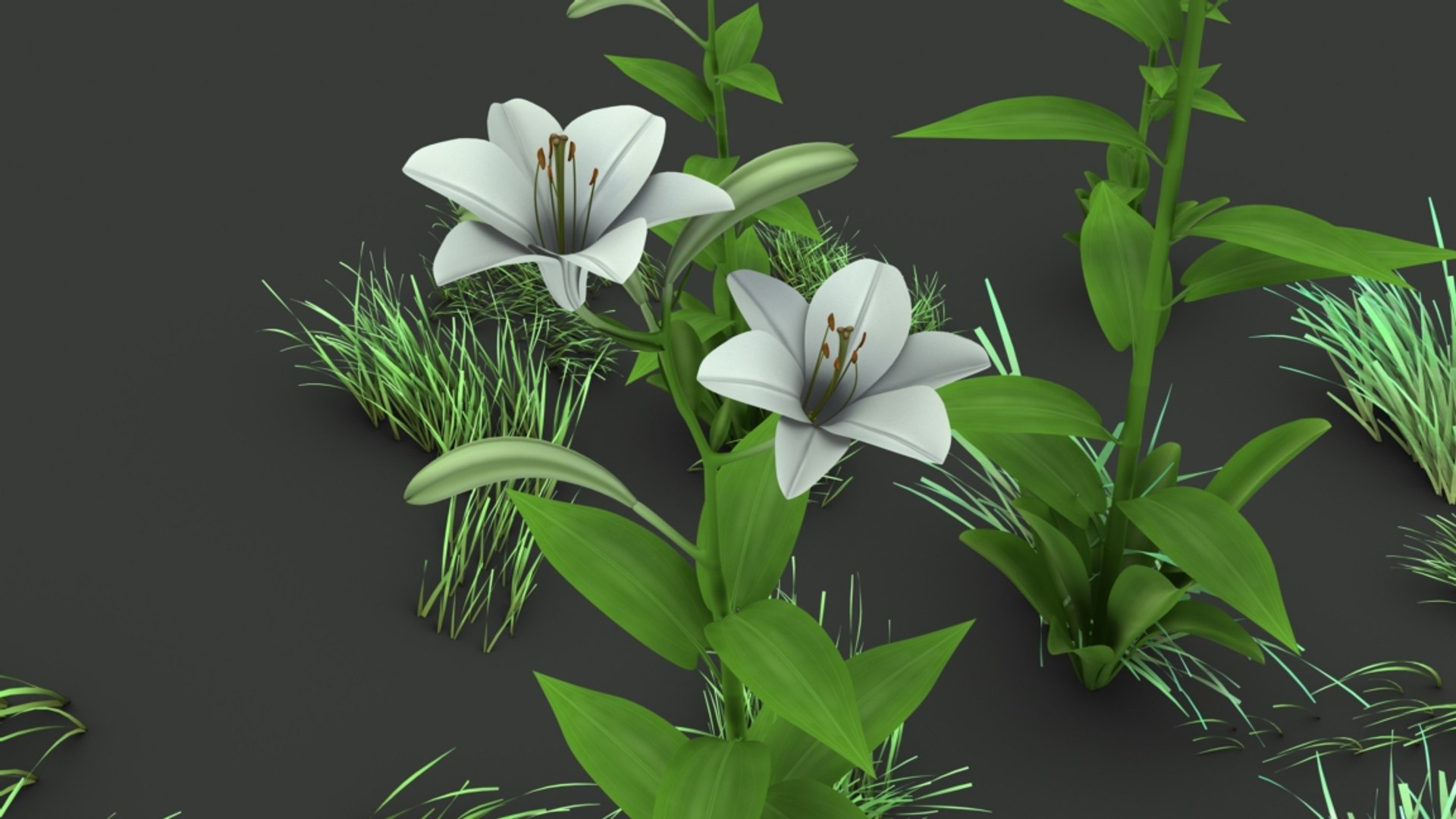 3D Model Lilium Candidum - TurboSquid 1261511