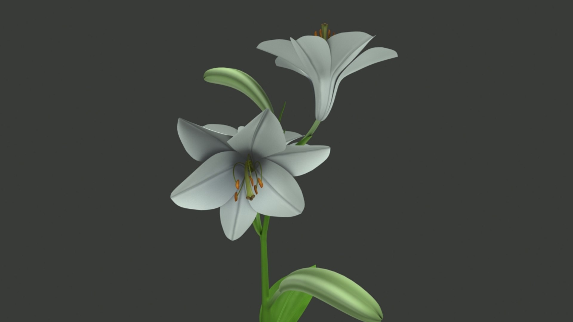 3D Model Lilium Candidum - TurboSquid 1261511