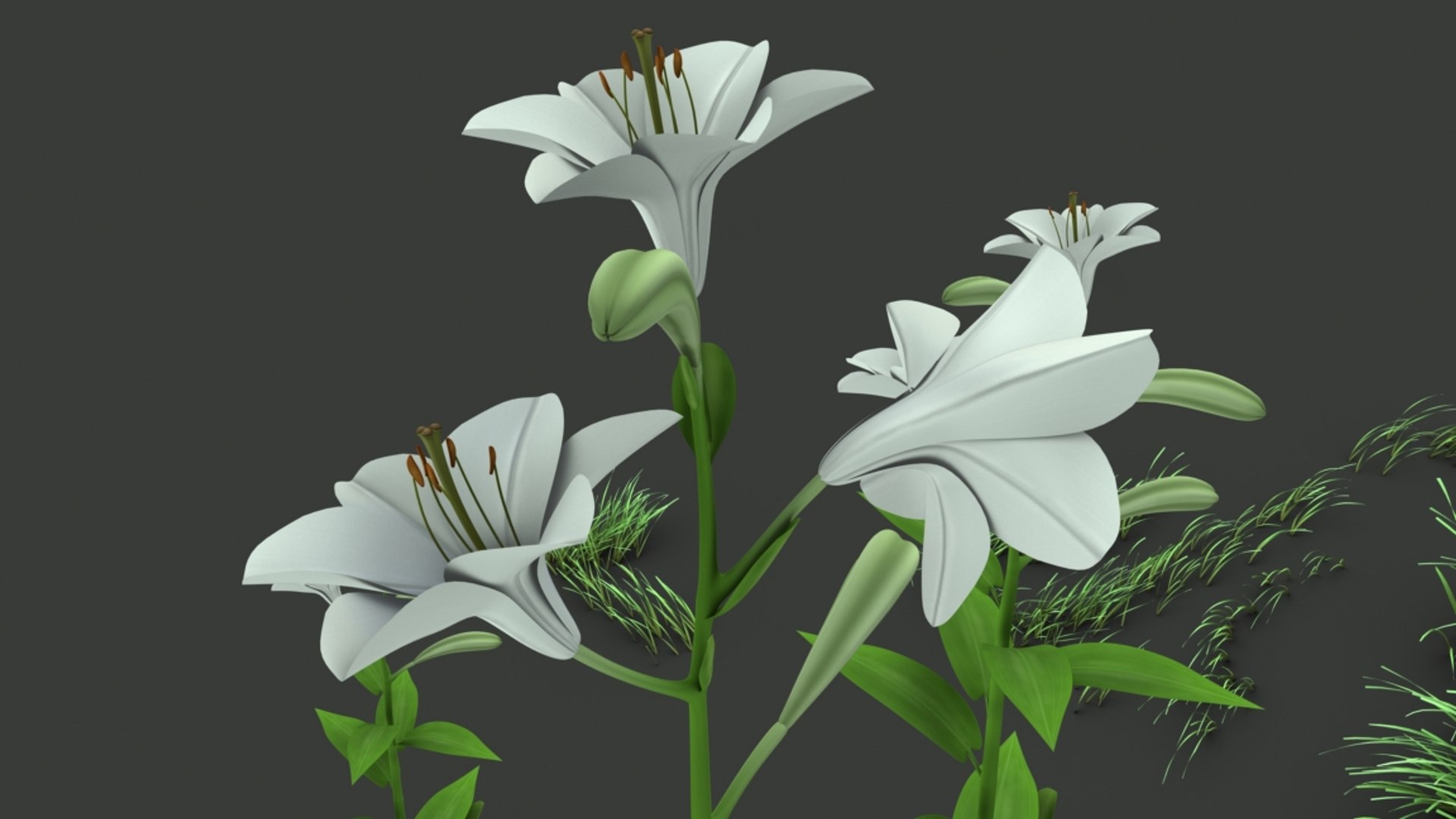 3D Model Lilium Candidum - TurboSquid 1261511