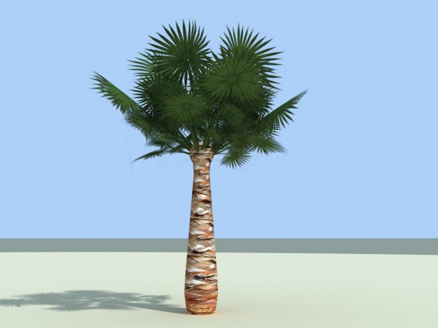max palm tree
