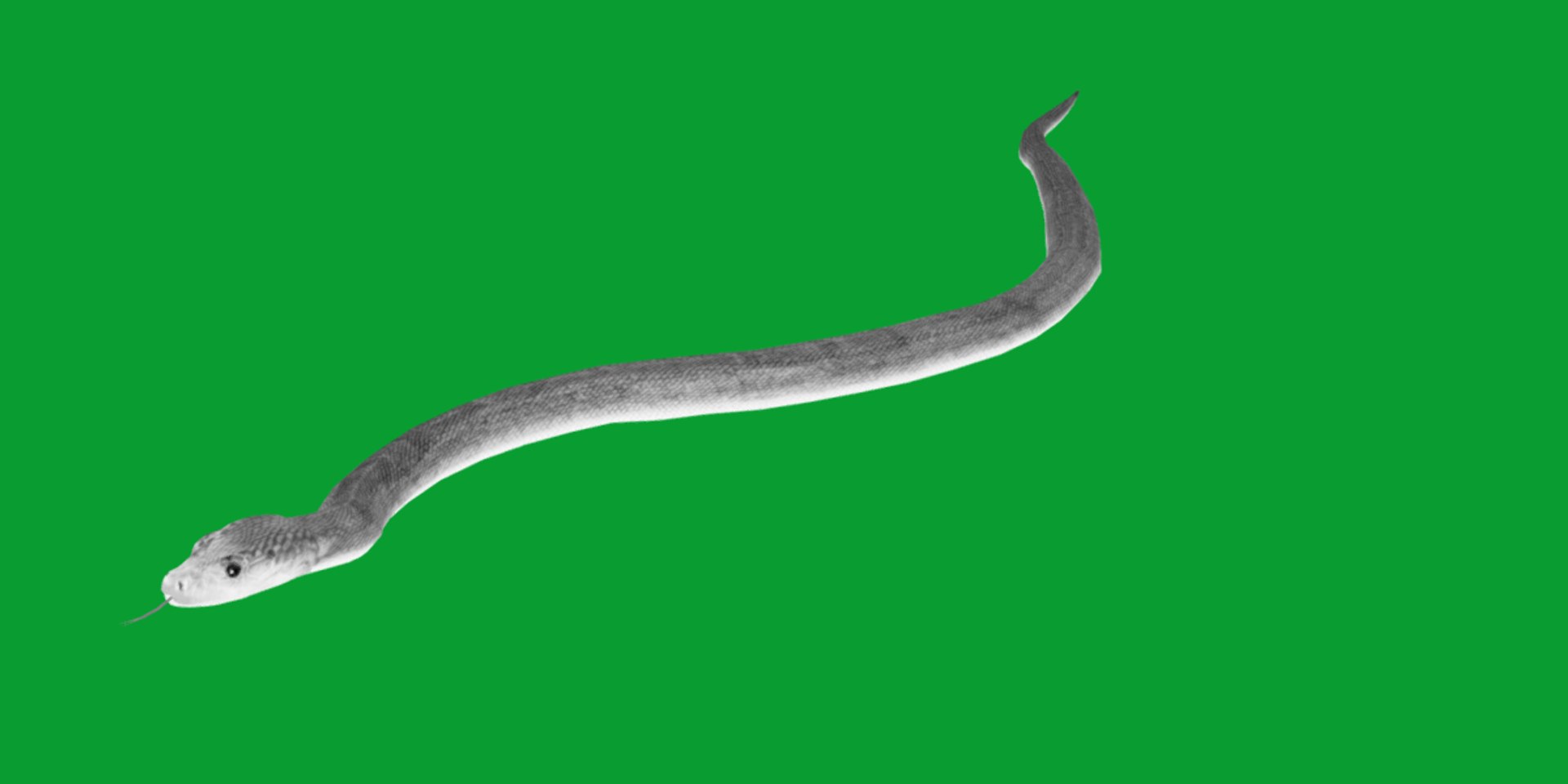 Black Mamba Snake 3D Model - TurboSquid 2351916