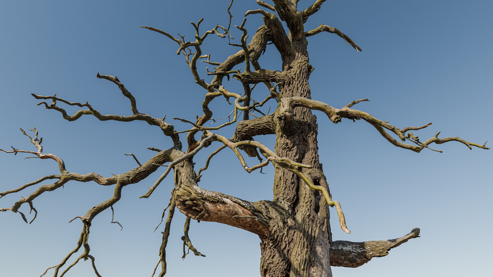 600-year-old Dead Oaks - ENTS Package 02 3D Model - TurboSquid 2339784