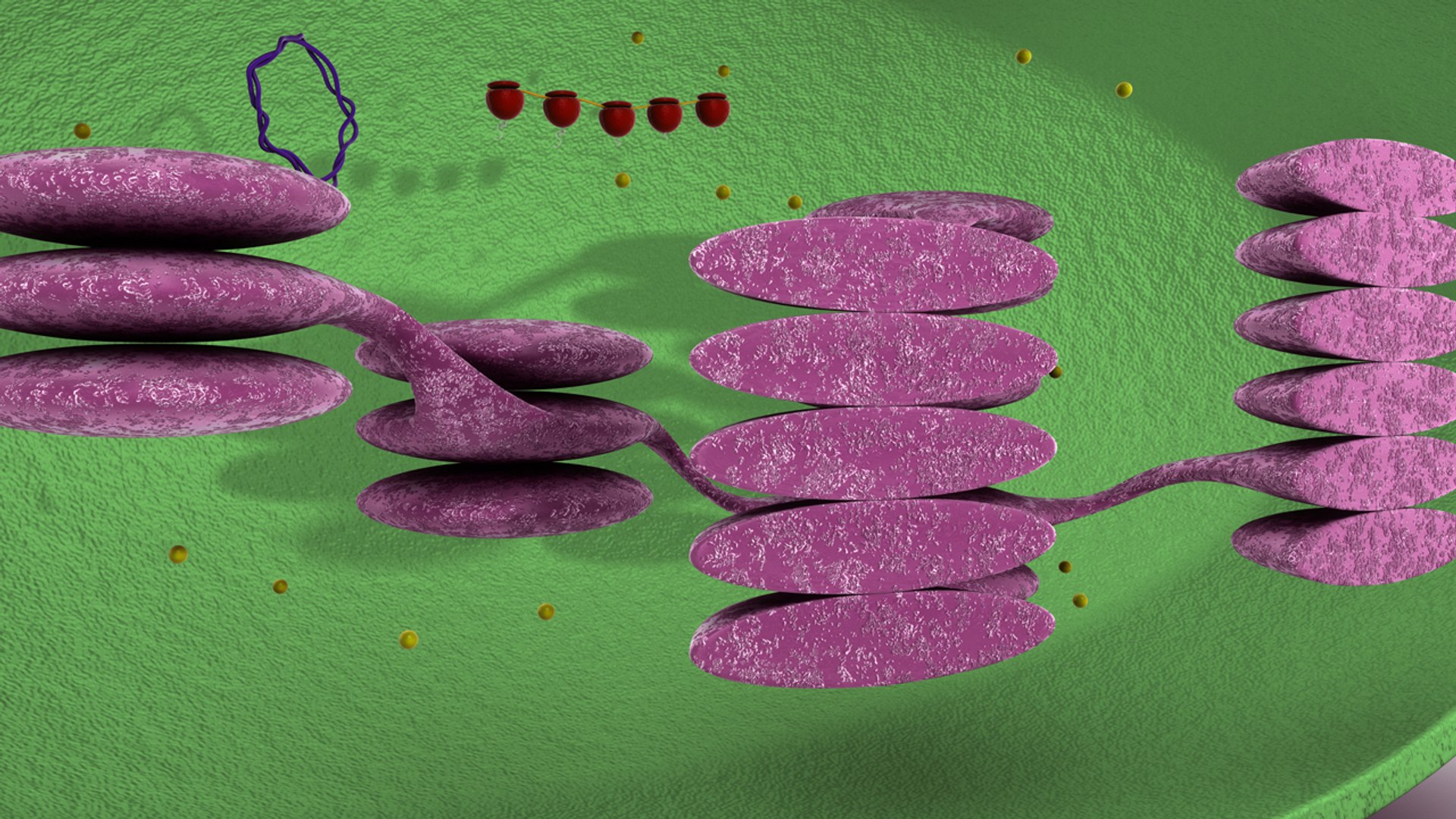 3d Chloroplast Model