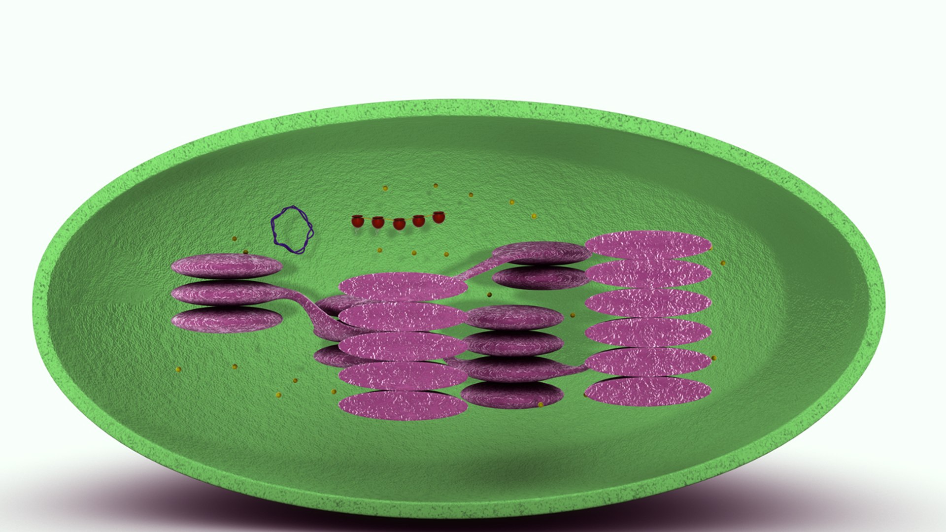 3d Chloroplast Model
