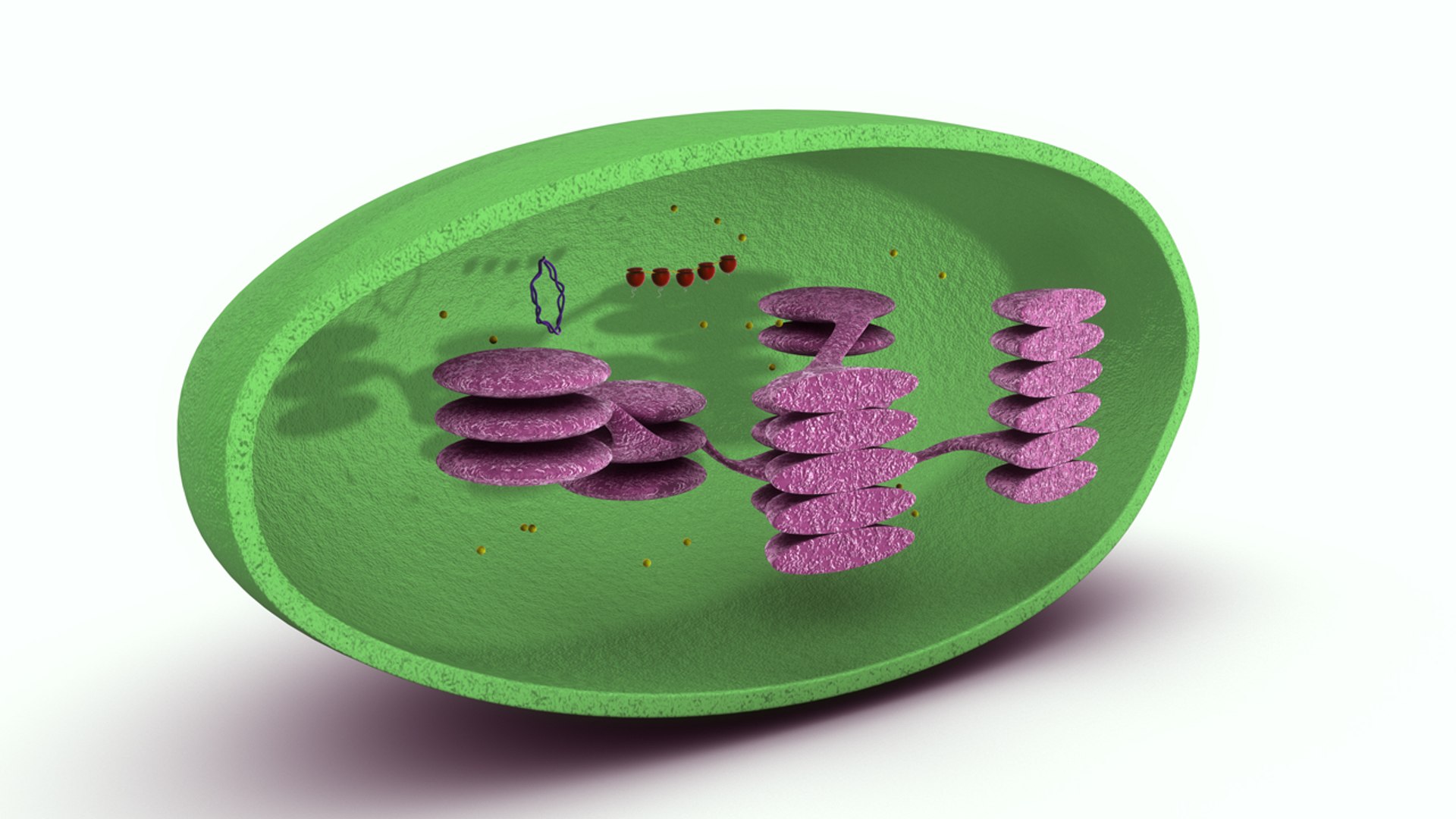 3d Chloroplast Model