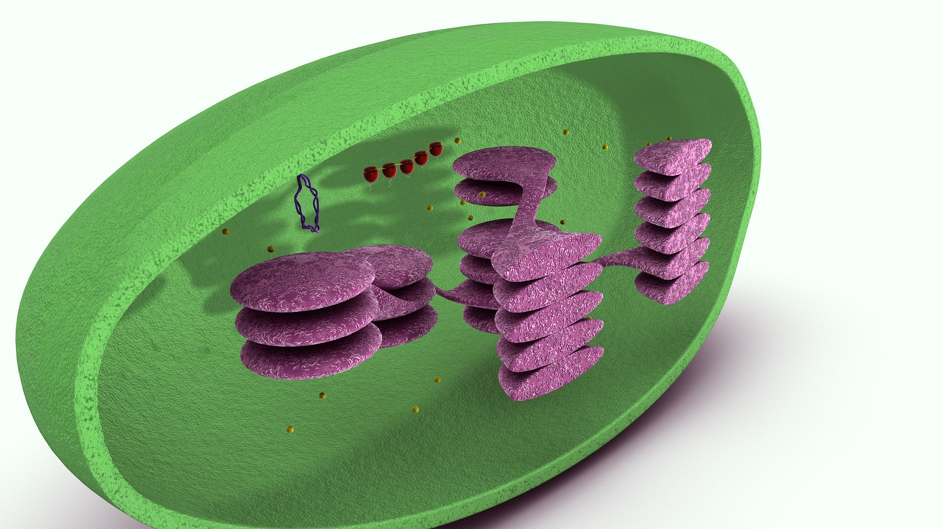 3d Chloroplast Model