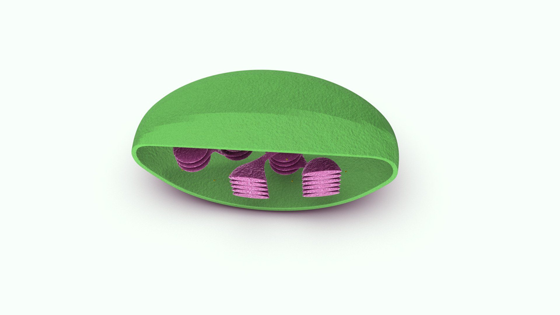 3d Chloroplast Model