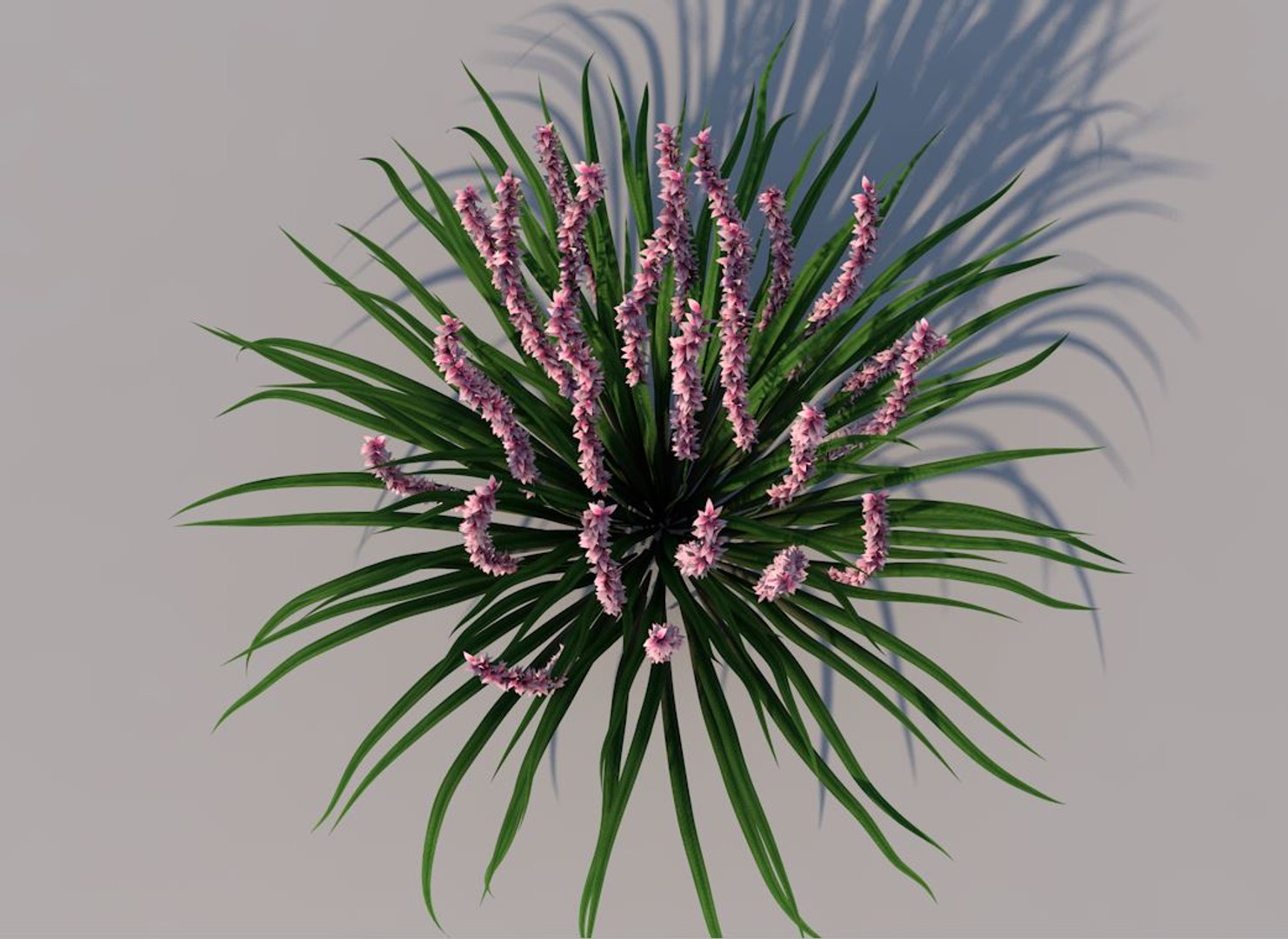 3D Flower Lily Turf Model - TurboSquid 1475966
