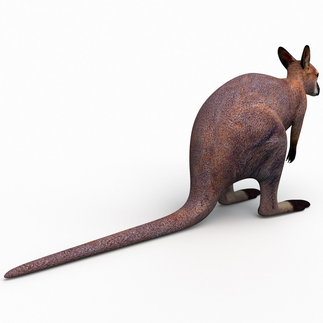 3ds max wallaby