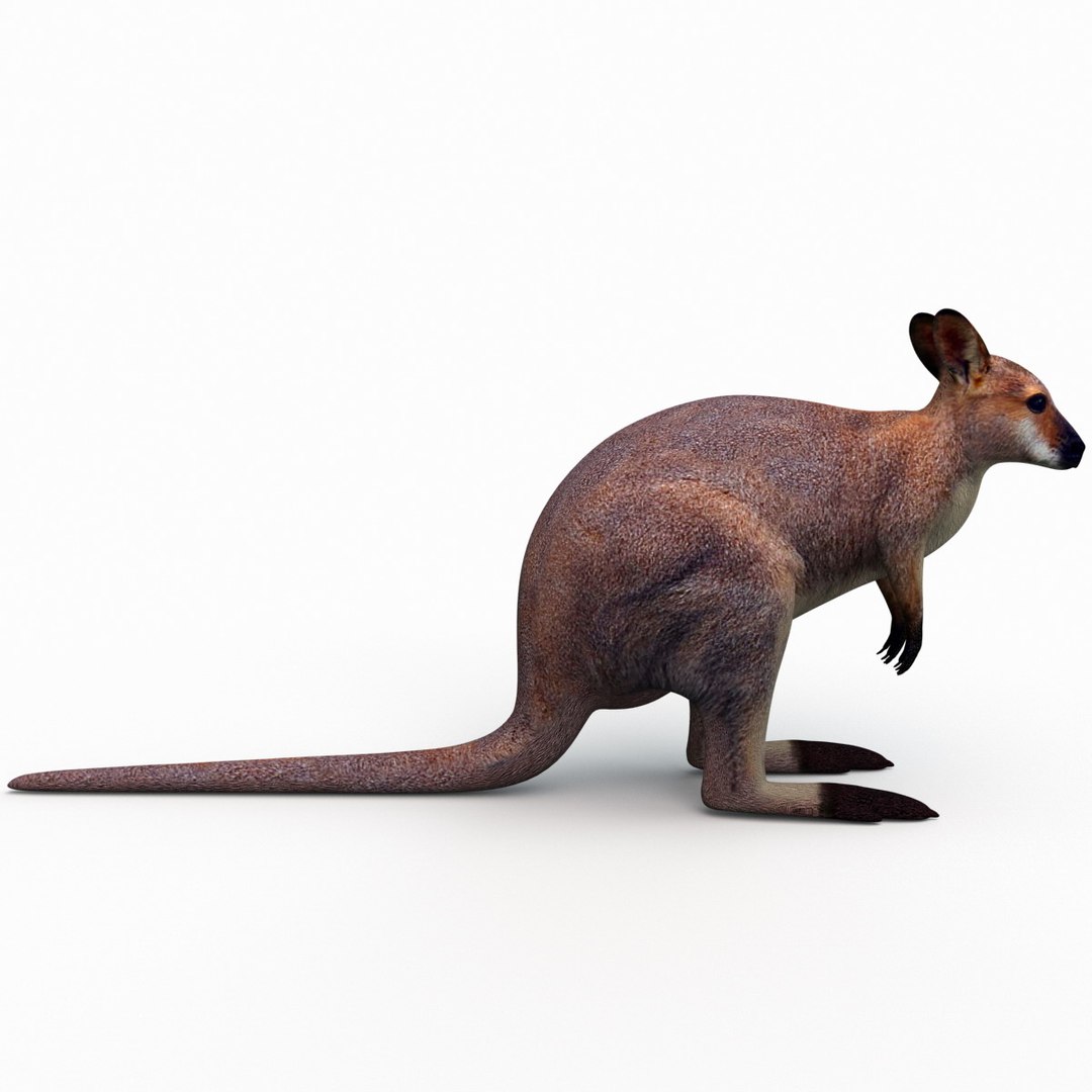 3ds max wallaby