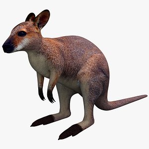 Wallaby 3D Models for Download | TurboSquid